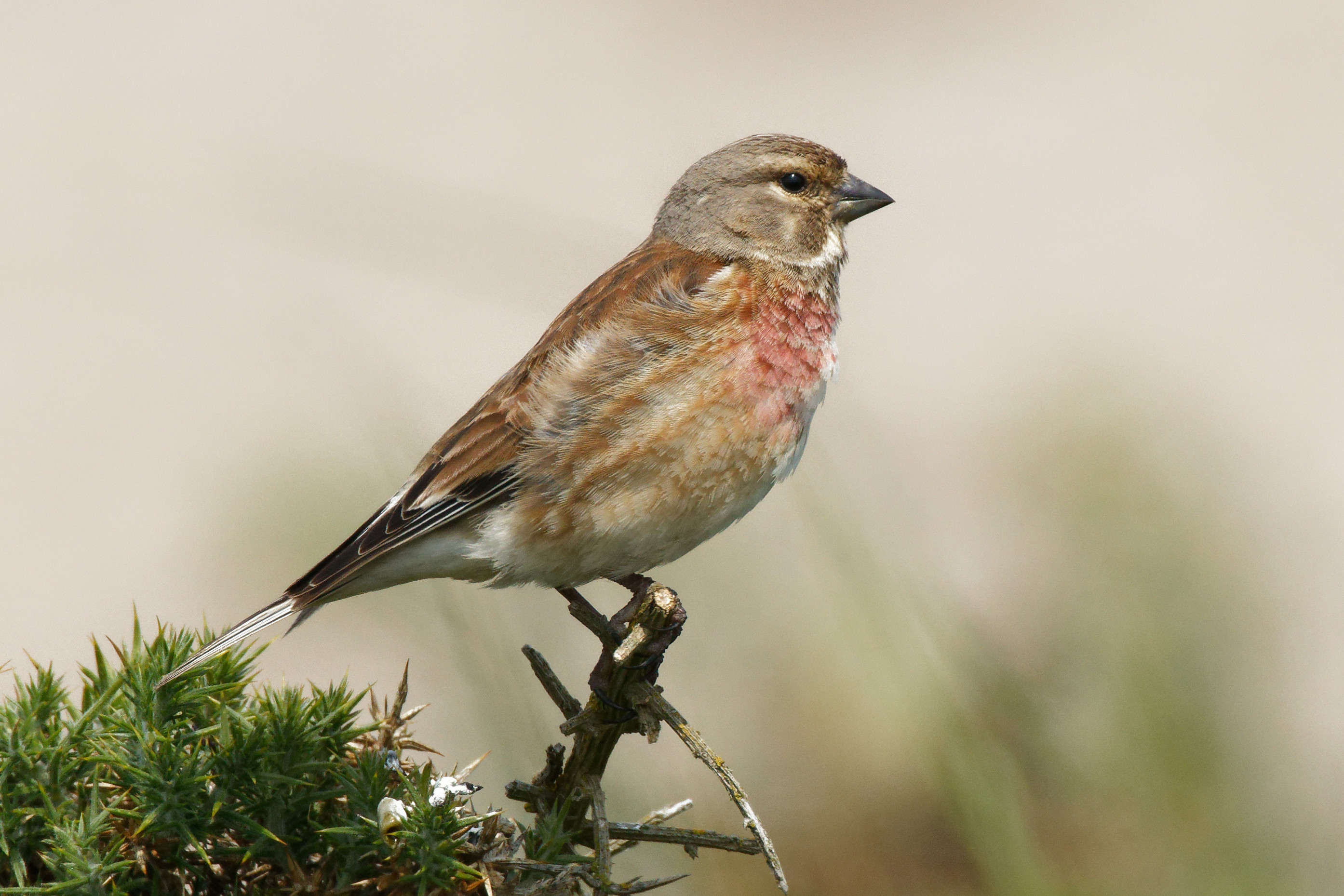 Common Linnet by Matthew Mellor - BirdGuides