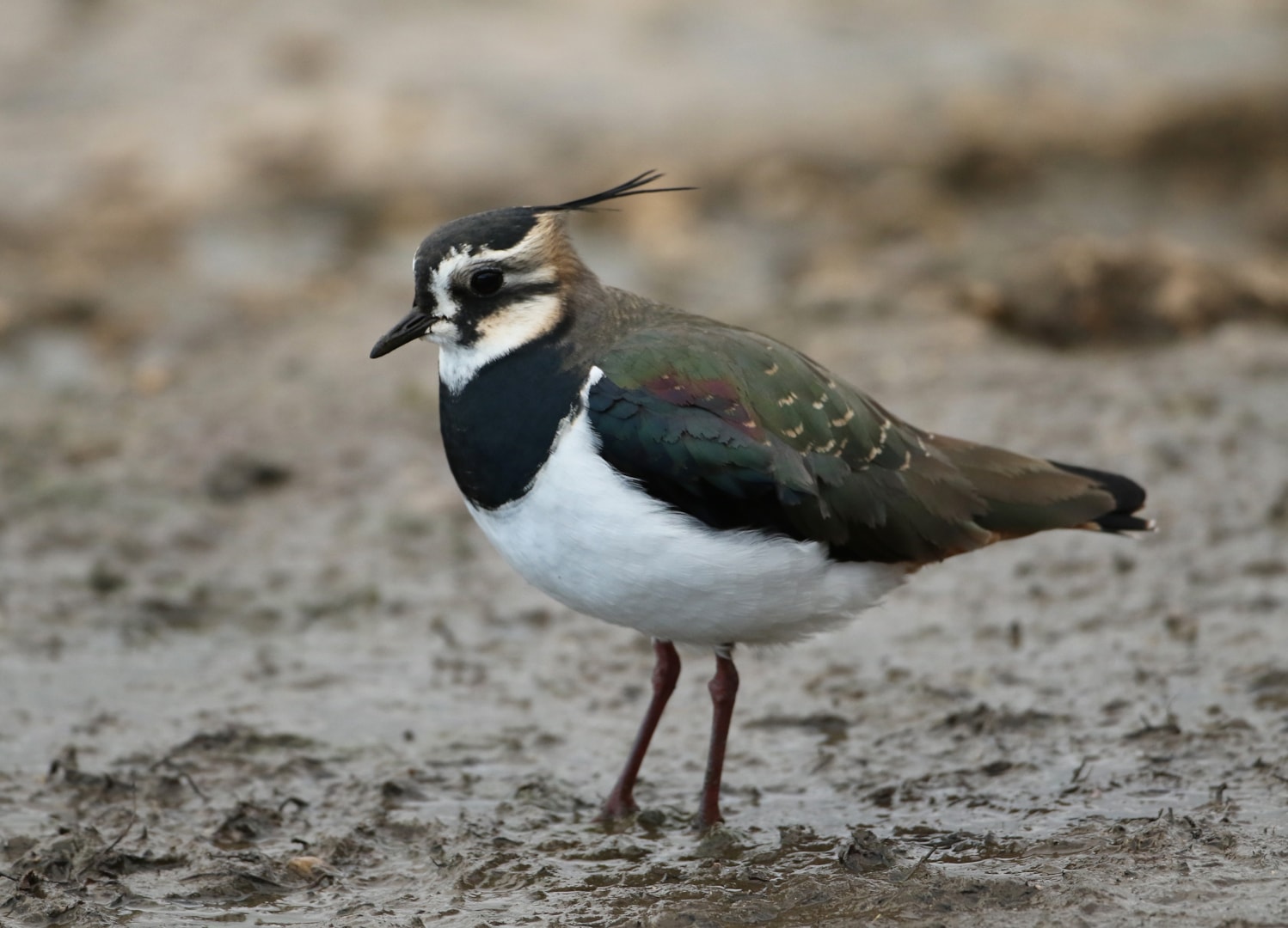 Northern Lapwing by Jon Mercer - BirdGuides