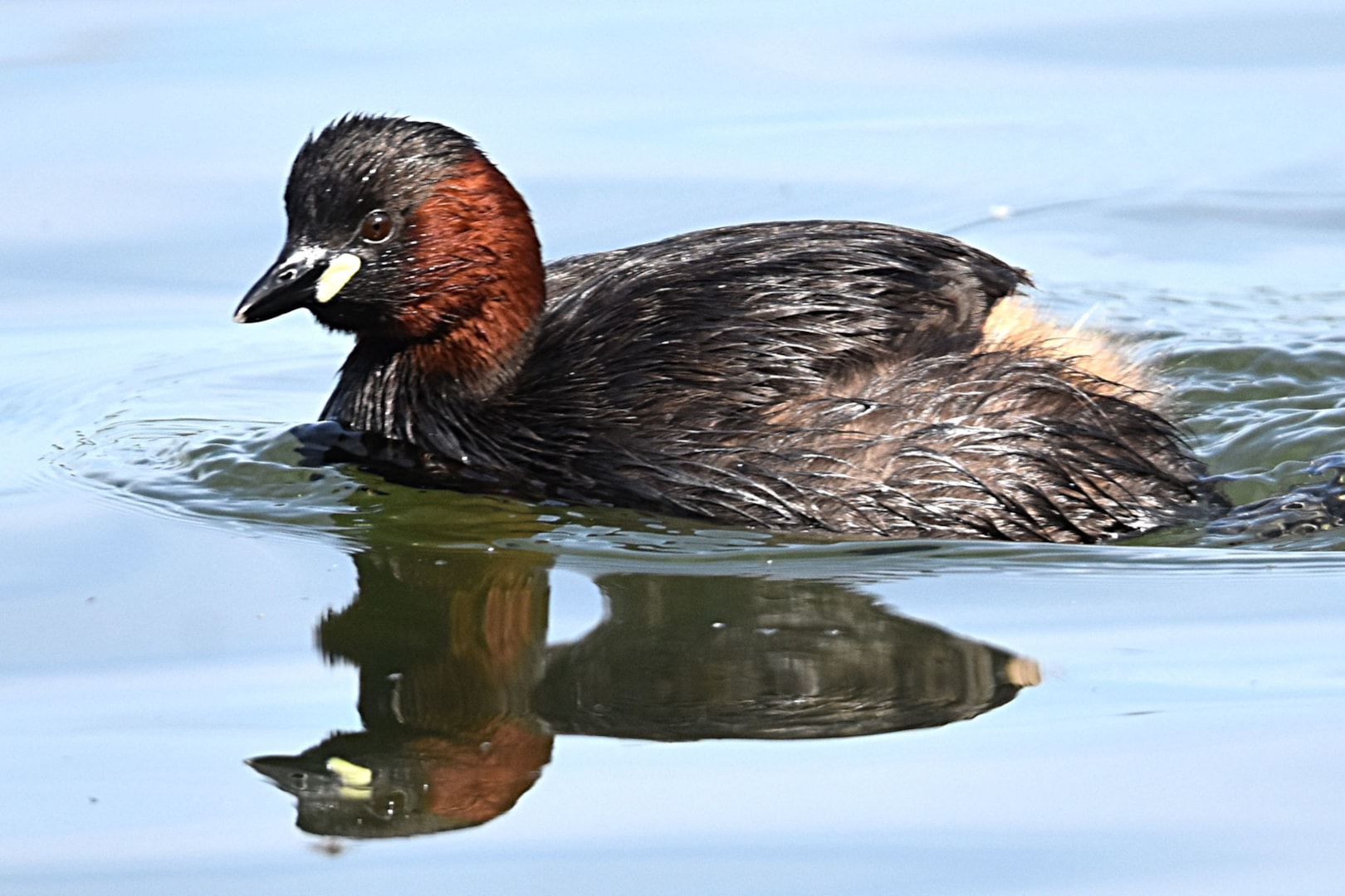 Little Grebe by Fausto Riccioni - BirdGuides