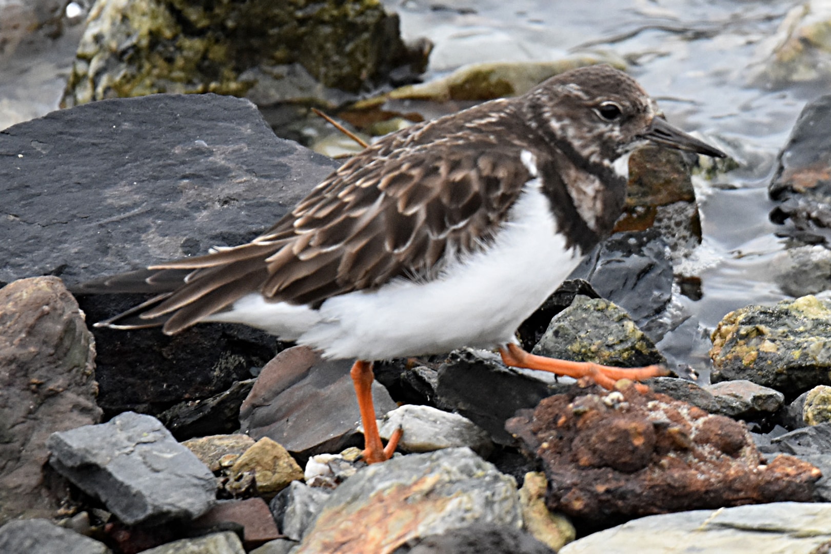 Ruddy Turnstone by Fausto Riccioni - BirdGuides
