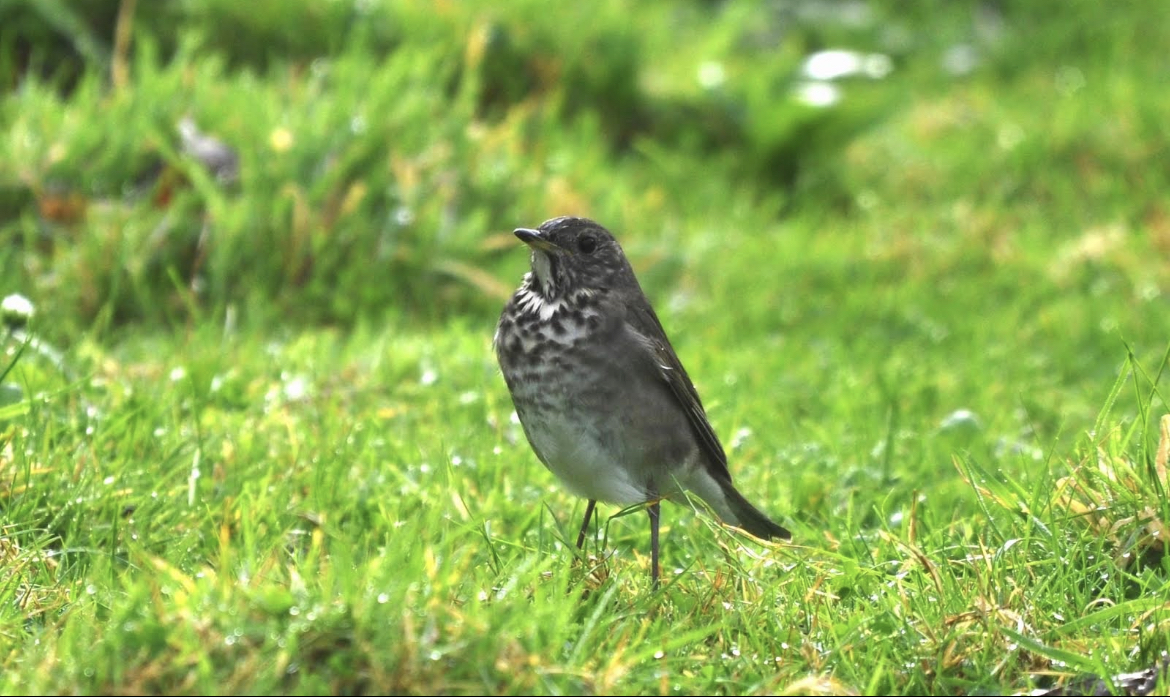 Grey-cheeked Thrush by Elliot Mudd - BirdGuides