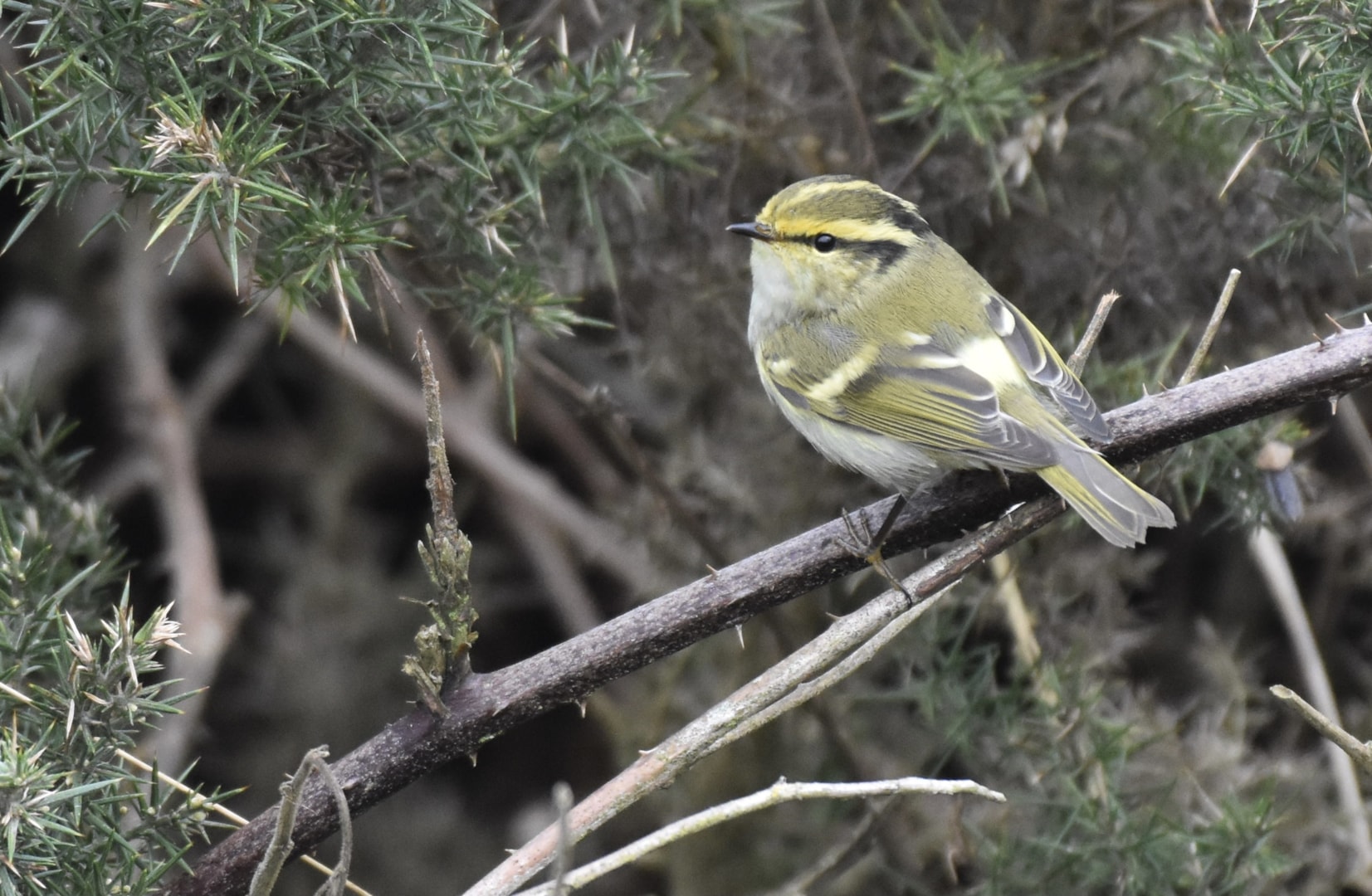 Pallas's Warbler by Mark Lewis - BirdGuides