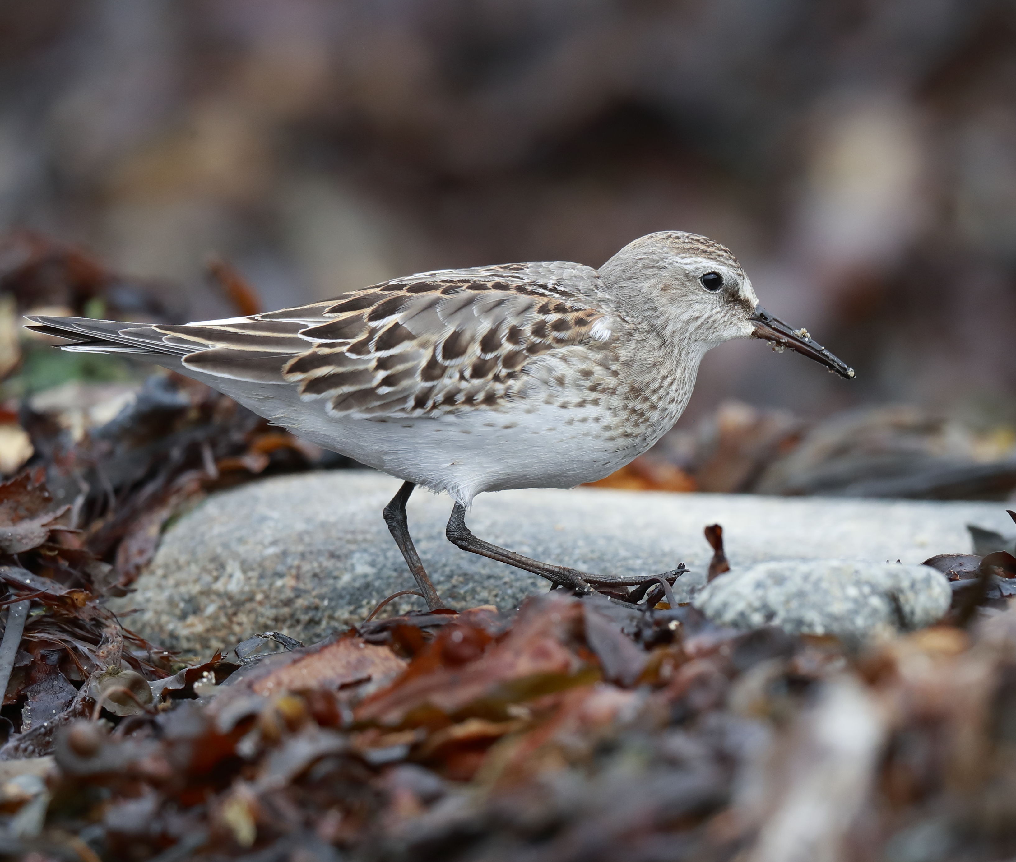 Details : White-rumped Sandpiper - BirdGuides