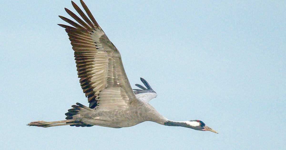 British crane population breaks modern records - BirdGuides