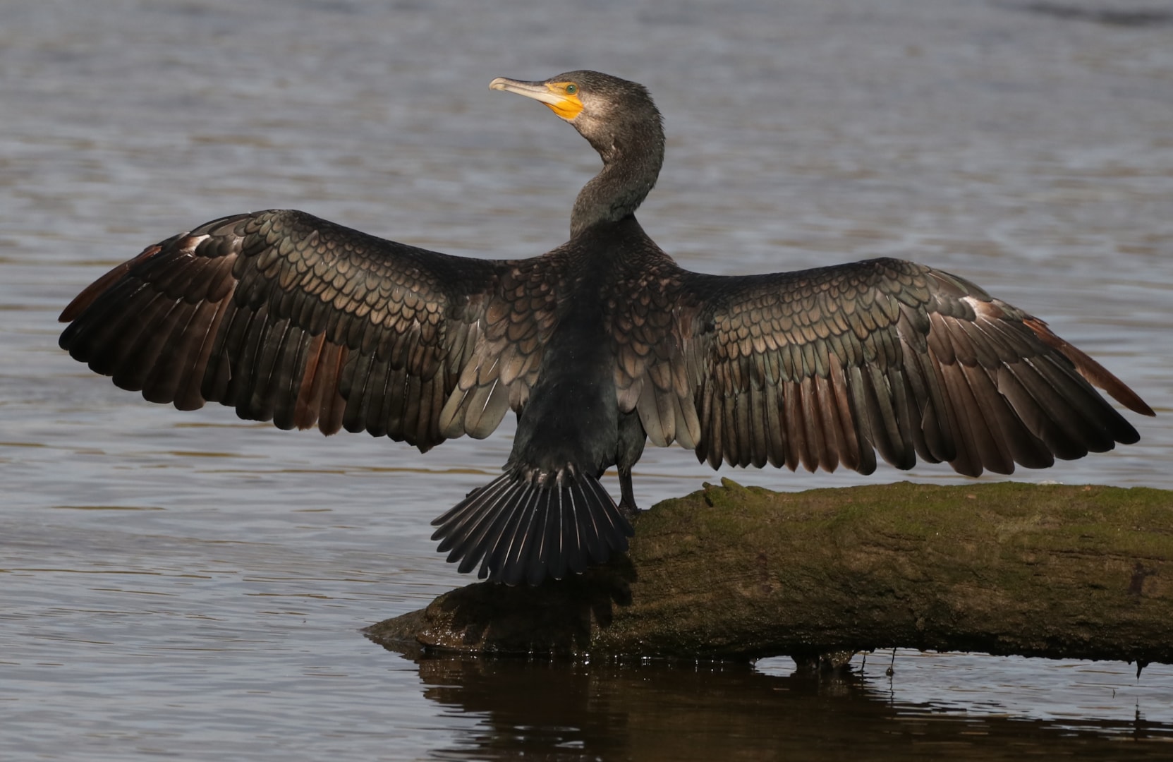 Great Cormorant by Tate Lloyd - BirdGuides