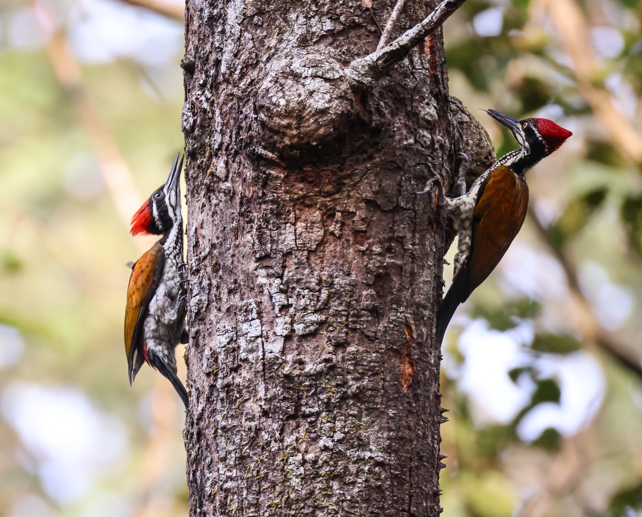 Malabar Flameback by Mark Albini - BirdGuides