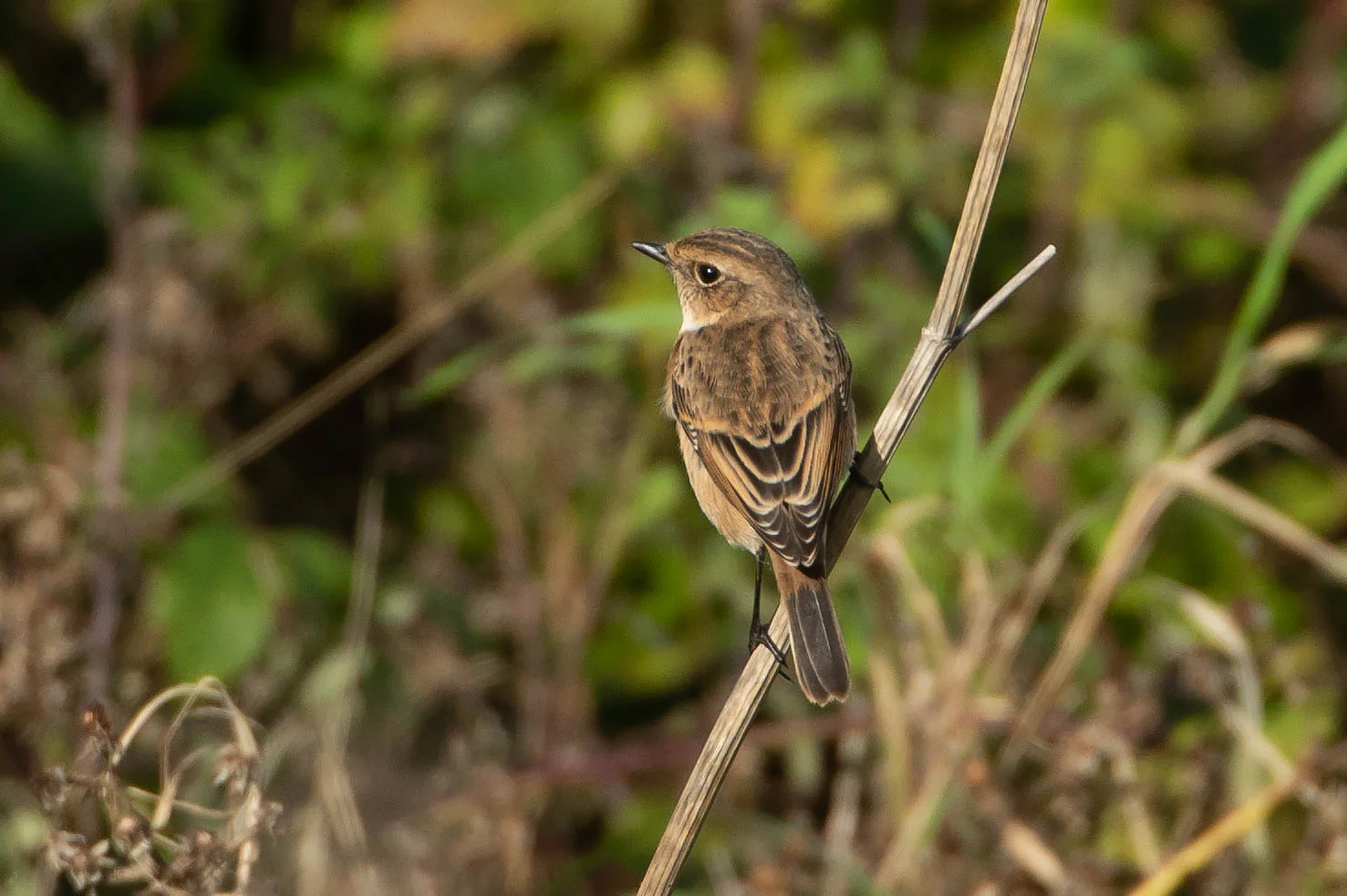 Details : Amur Stonechat - BirdGuides