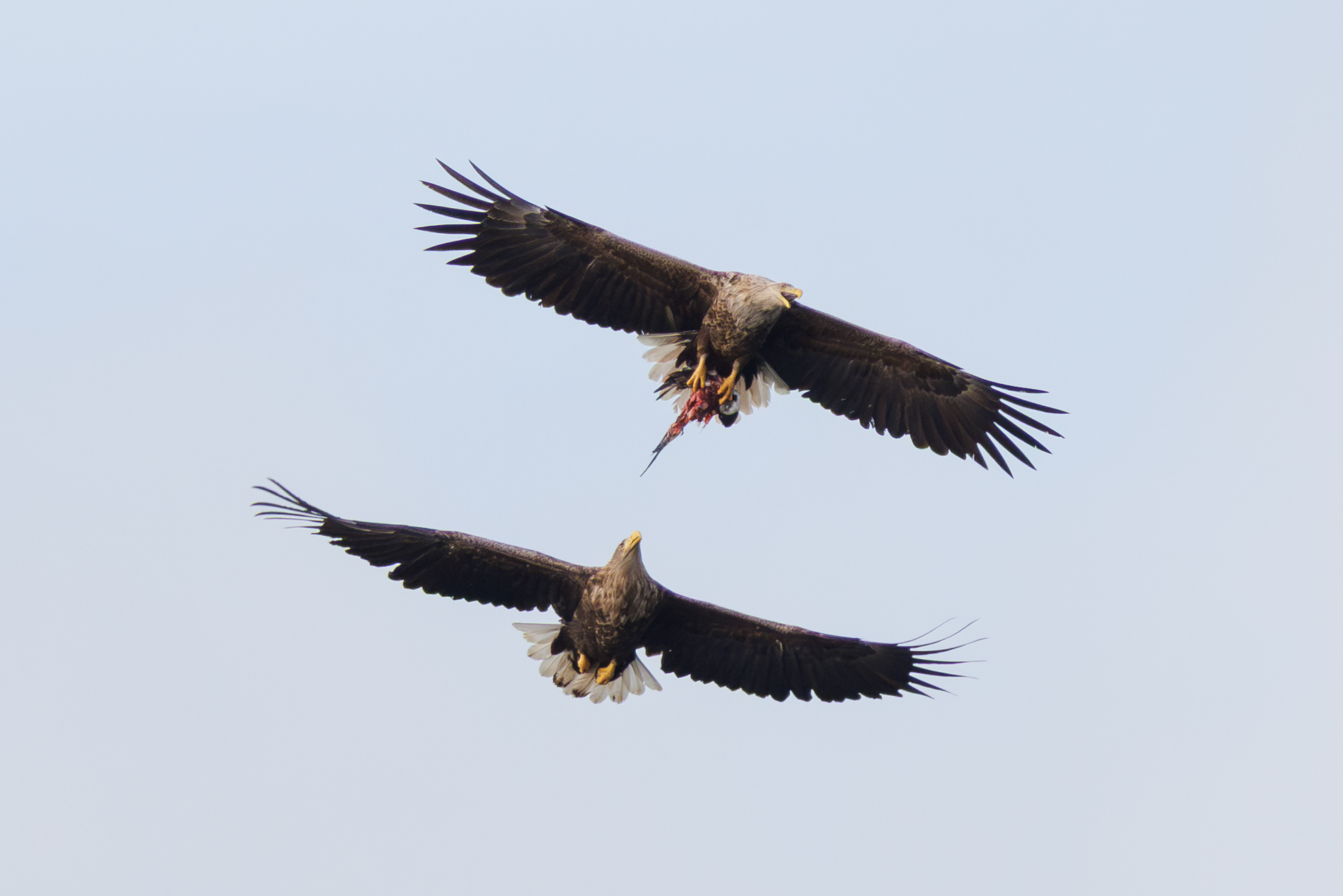 White-tailed Eagle by Henry Wyn-Jones - BirdGuides