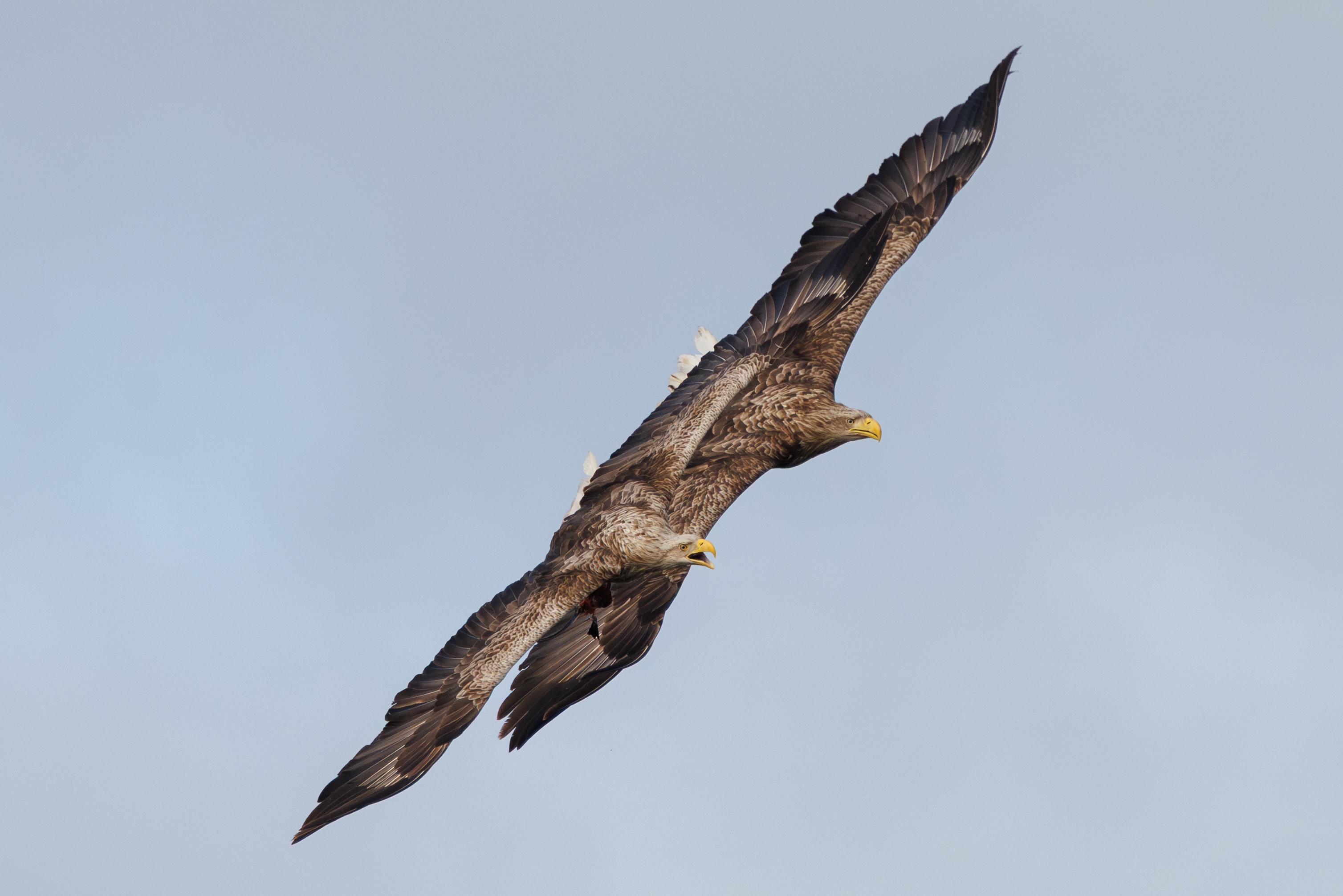 White-tailed Eagle by Henry Wyn-Jones - BirdGuides