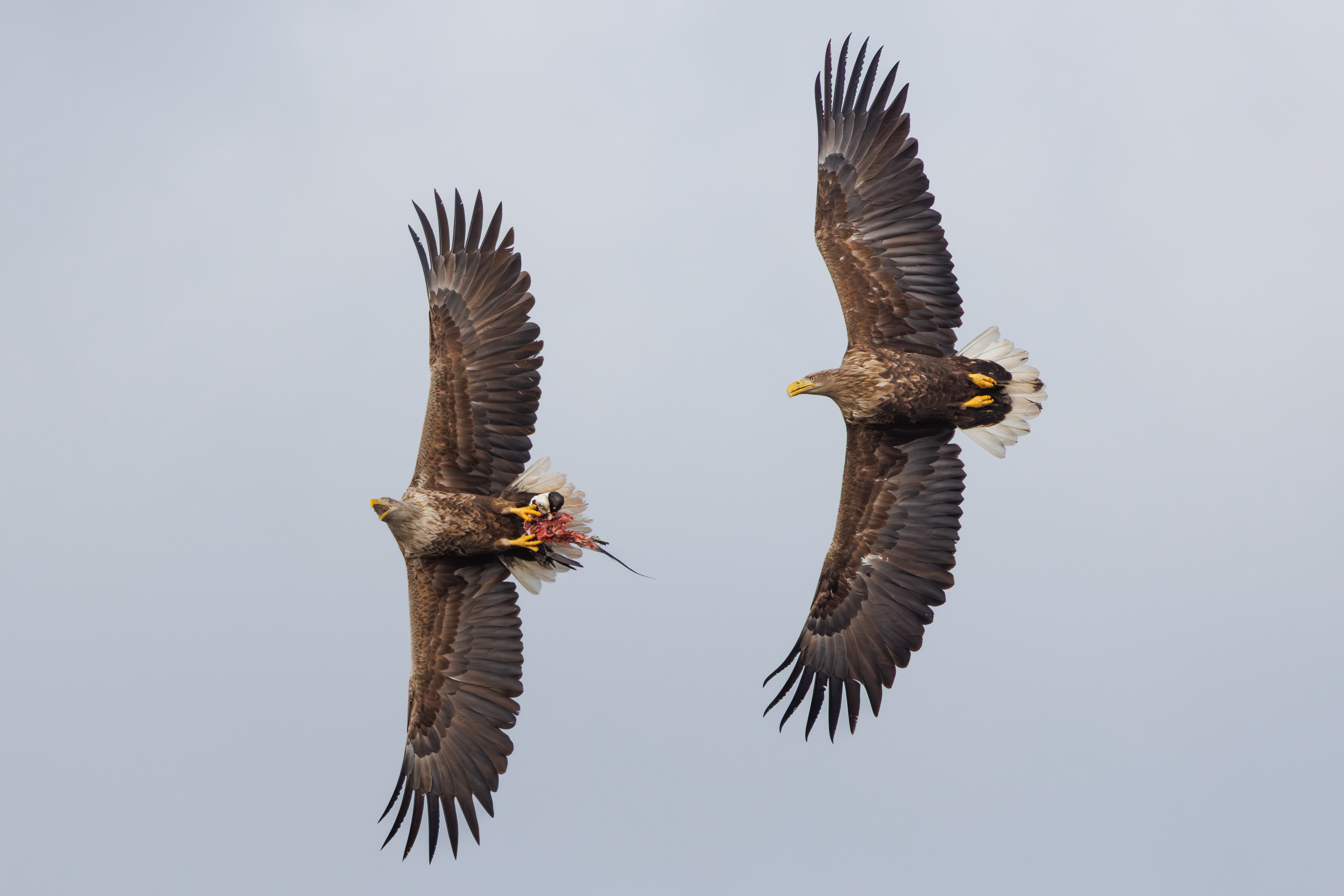 White-tailed Eagle by Henry Wyn-Jones - BirdGuides