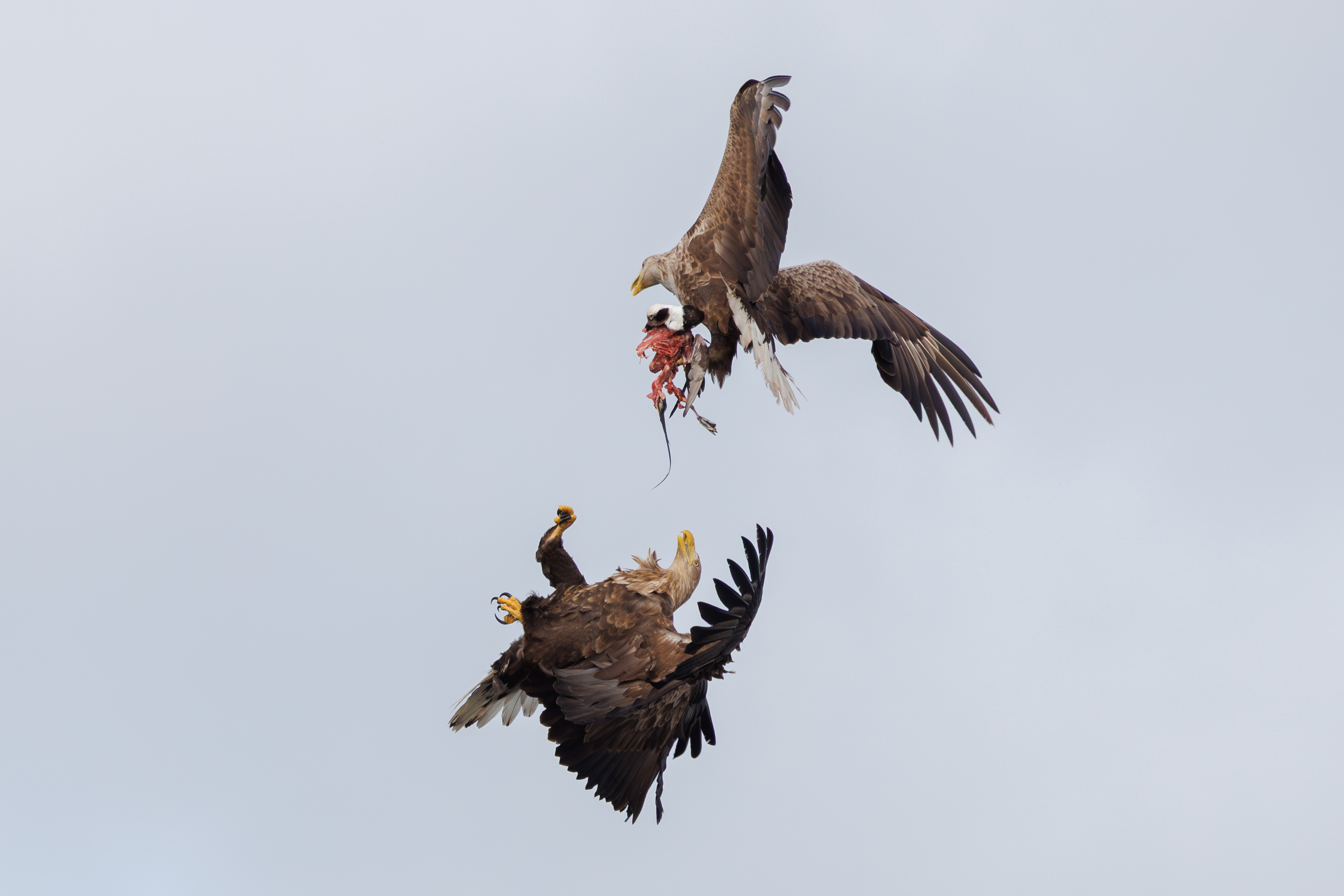 White-tailed Eagle by Henry Wyn-Jones - BirdGuides