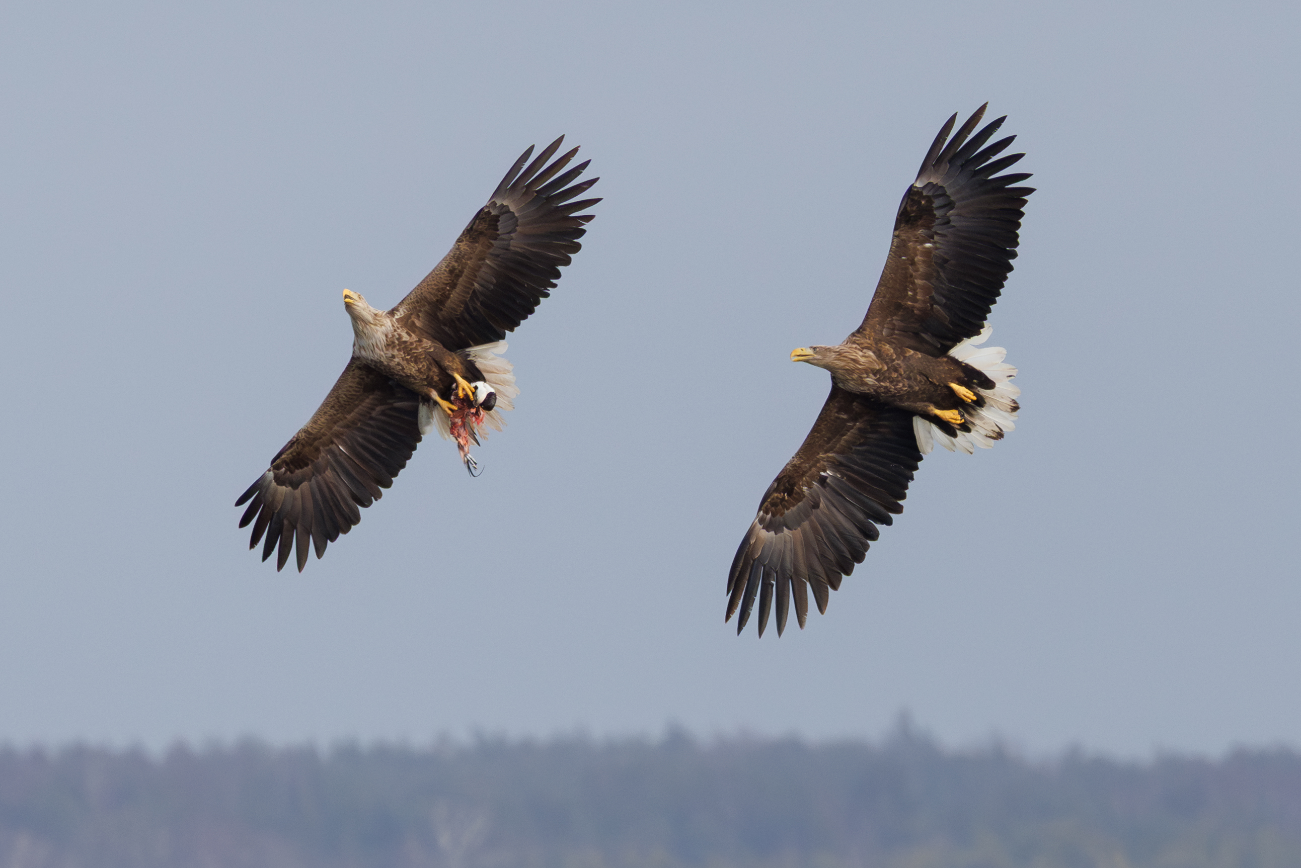 White-tailed Eagle by Henry Wyn-Jones - BirdGuides