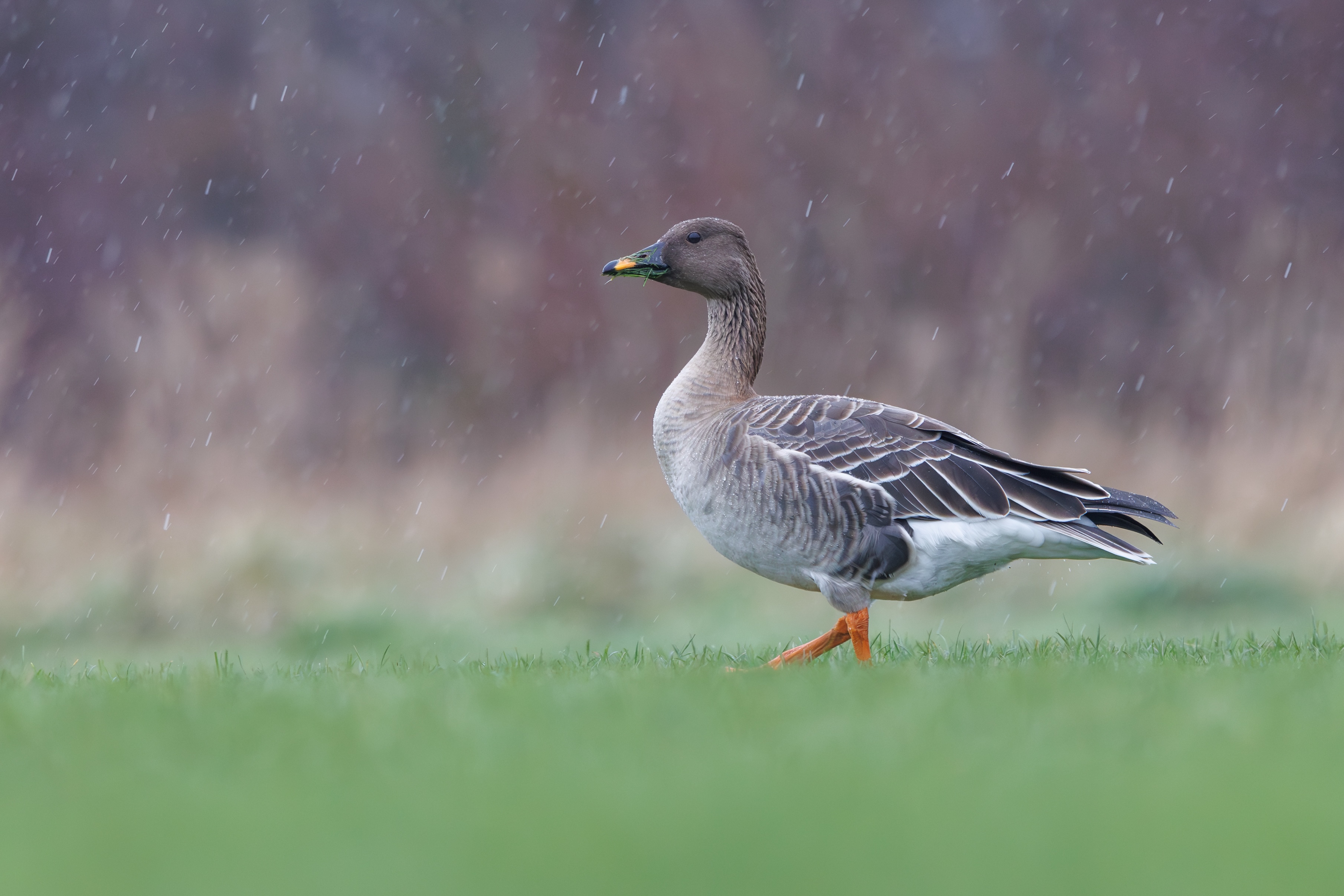 Tundra Bean Goose by Henry Wyn-Jones - BirdGuides
