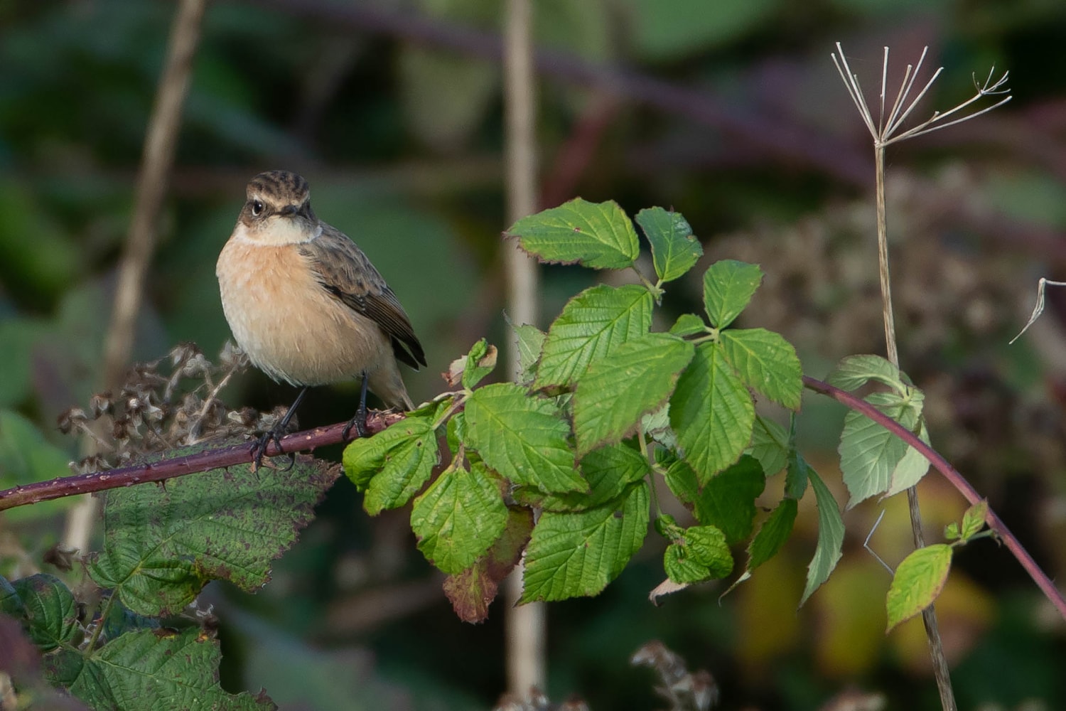 Stejneger's Stonechat by Martyn Sidwell - BirdGuides