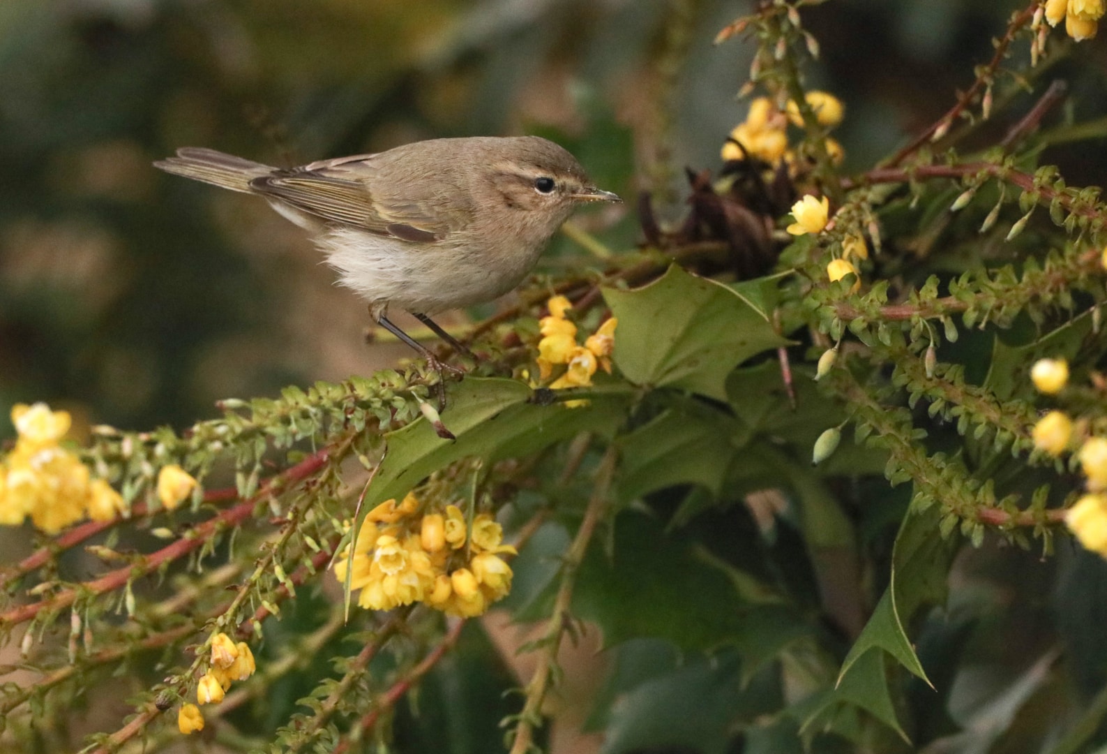 Siberian Chiffchaff by Tate Lloyd - BirdGuides