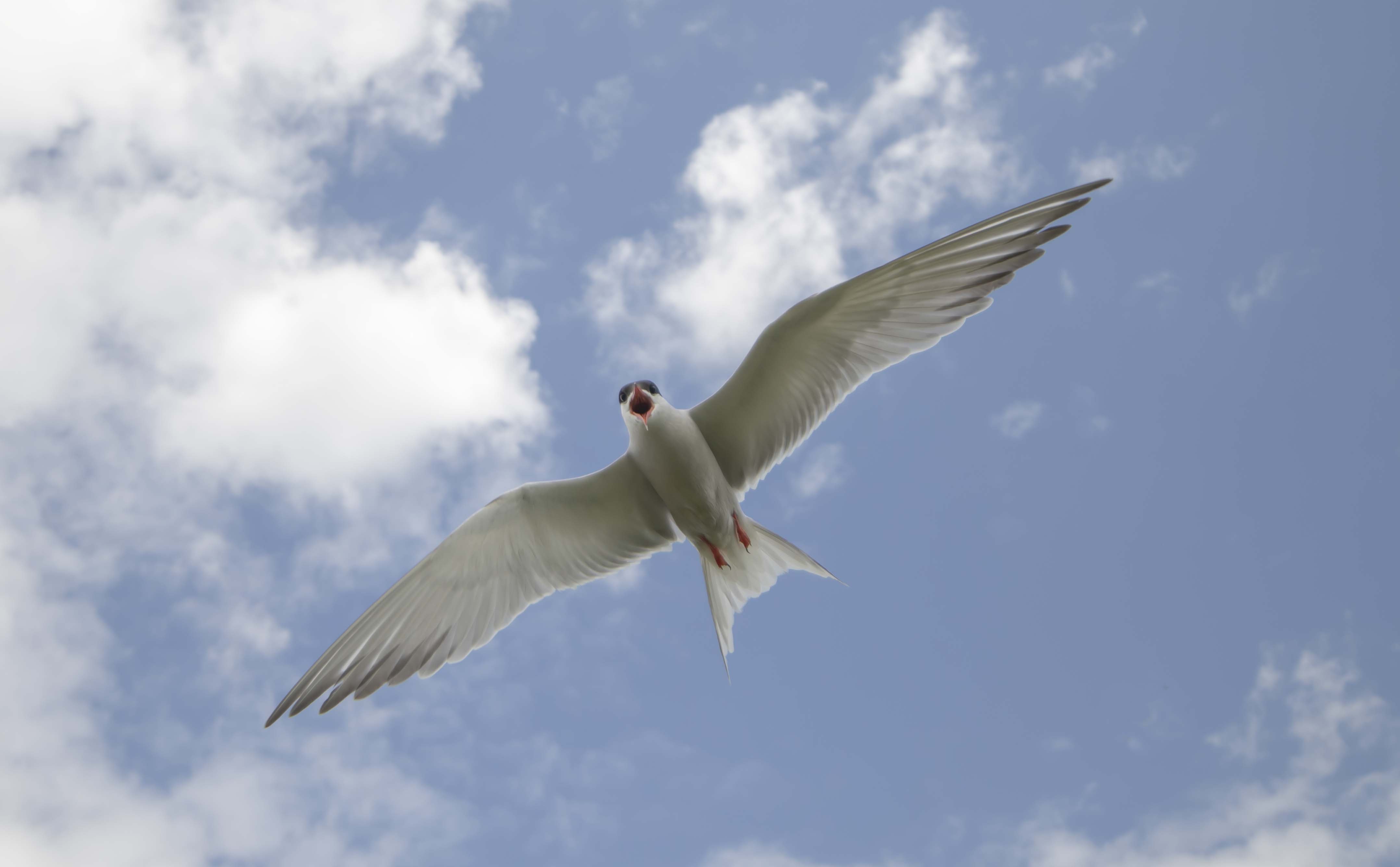 Bird flu forces Farne Islands to shut to visitors - BirdGuides