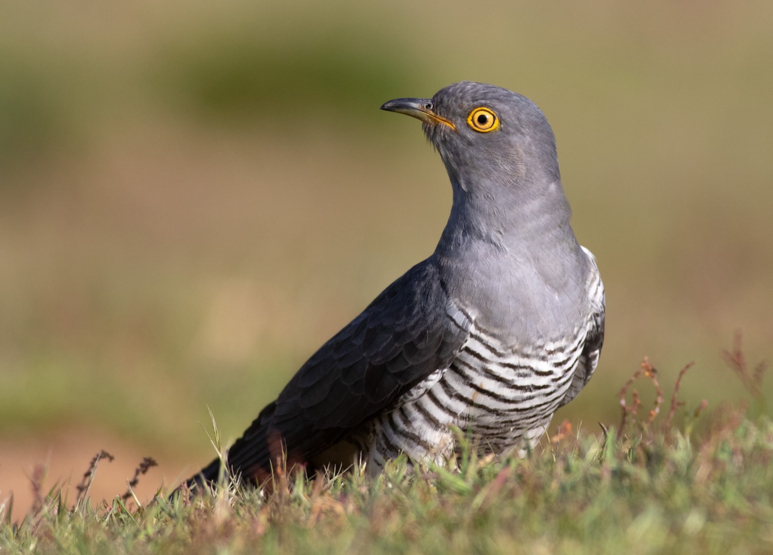 Common Cuckoo by Jake Gearty - BirdGuides