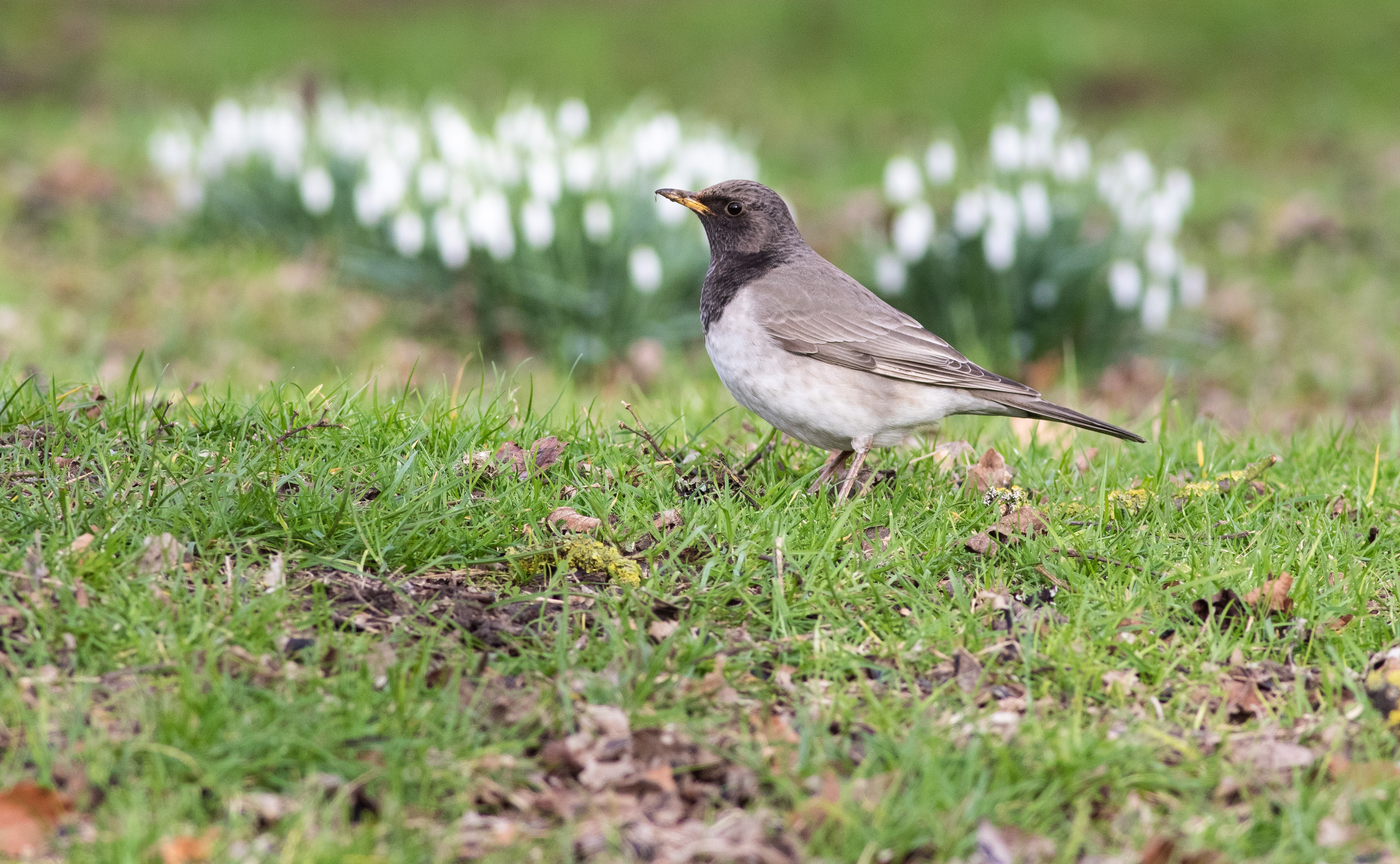 Details : Black-throated Thrush - BirdGuides
