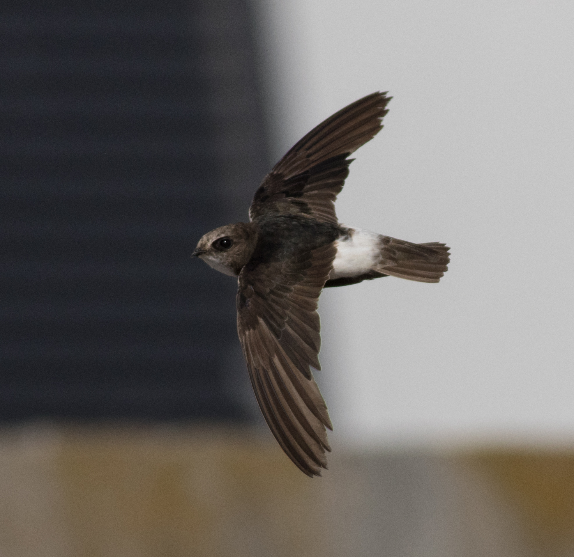 Details : Little Swift - BirdGuides