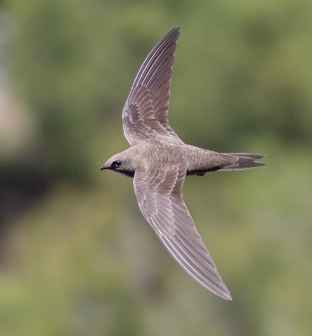 Alpine Swift by Jake Gearty - BirdGuides