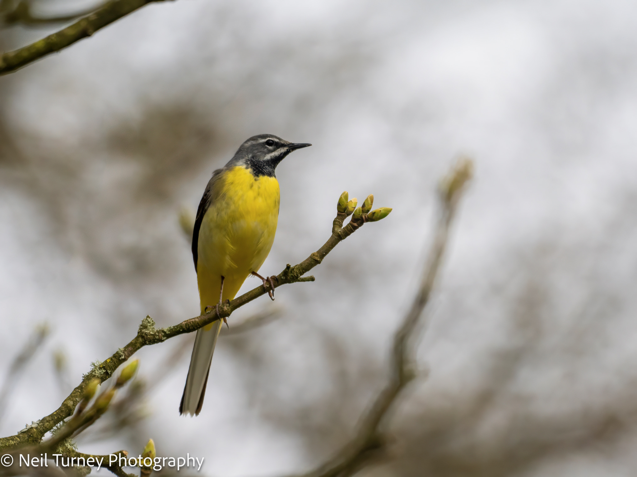 Grey Wagtail by Neil Turney - BirdGuides