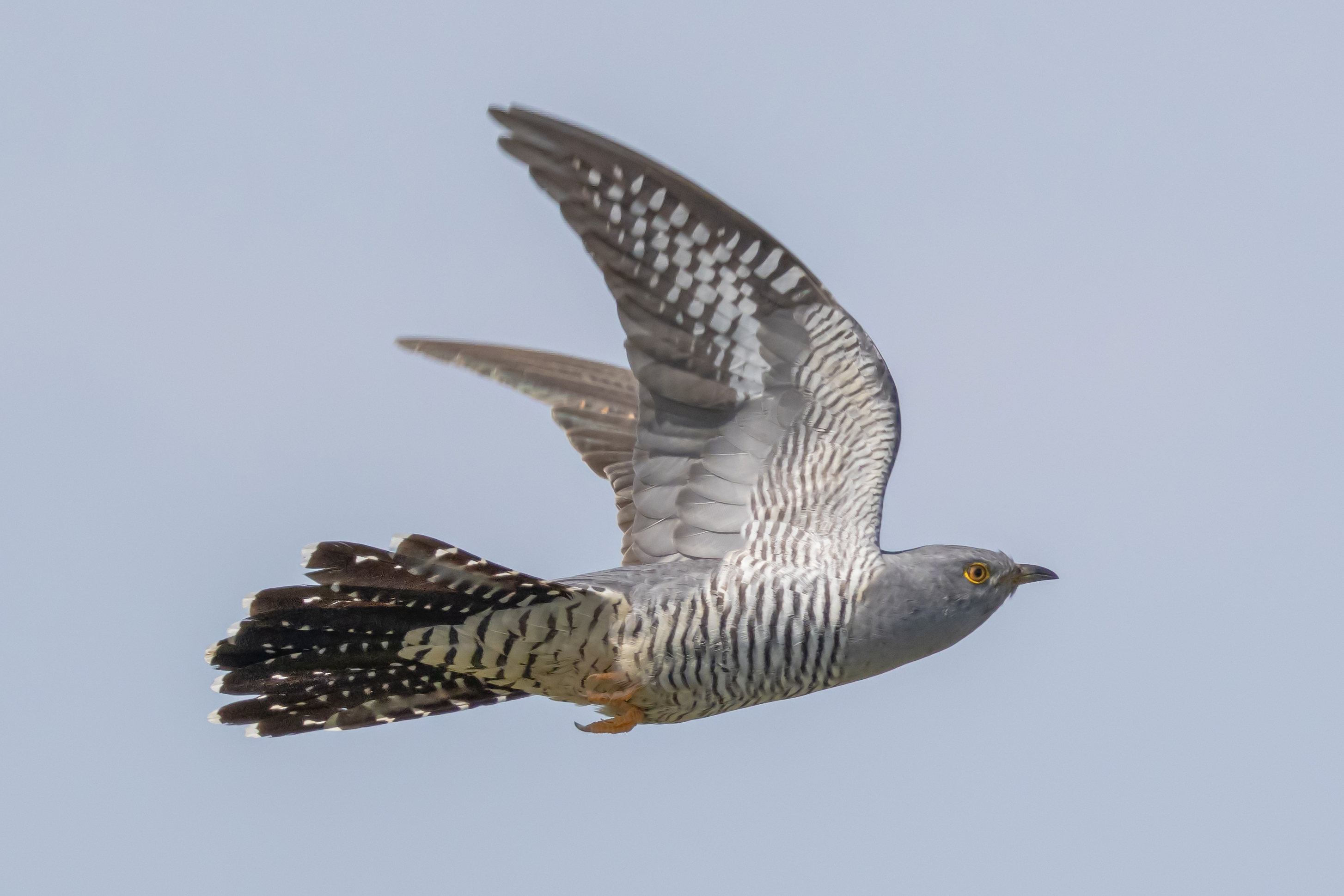 More cuckoos tagged as birds start migrating south - BirdGuides