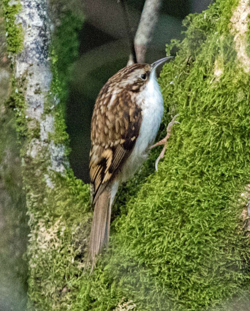 Eurasian Treecreeper by Frank Burns - BirdGuides
