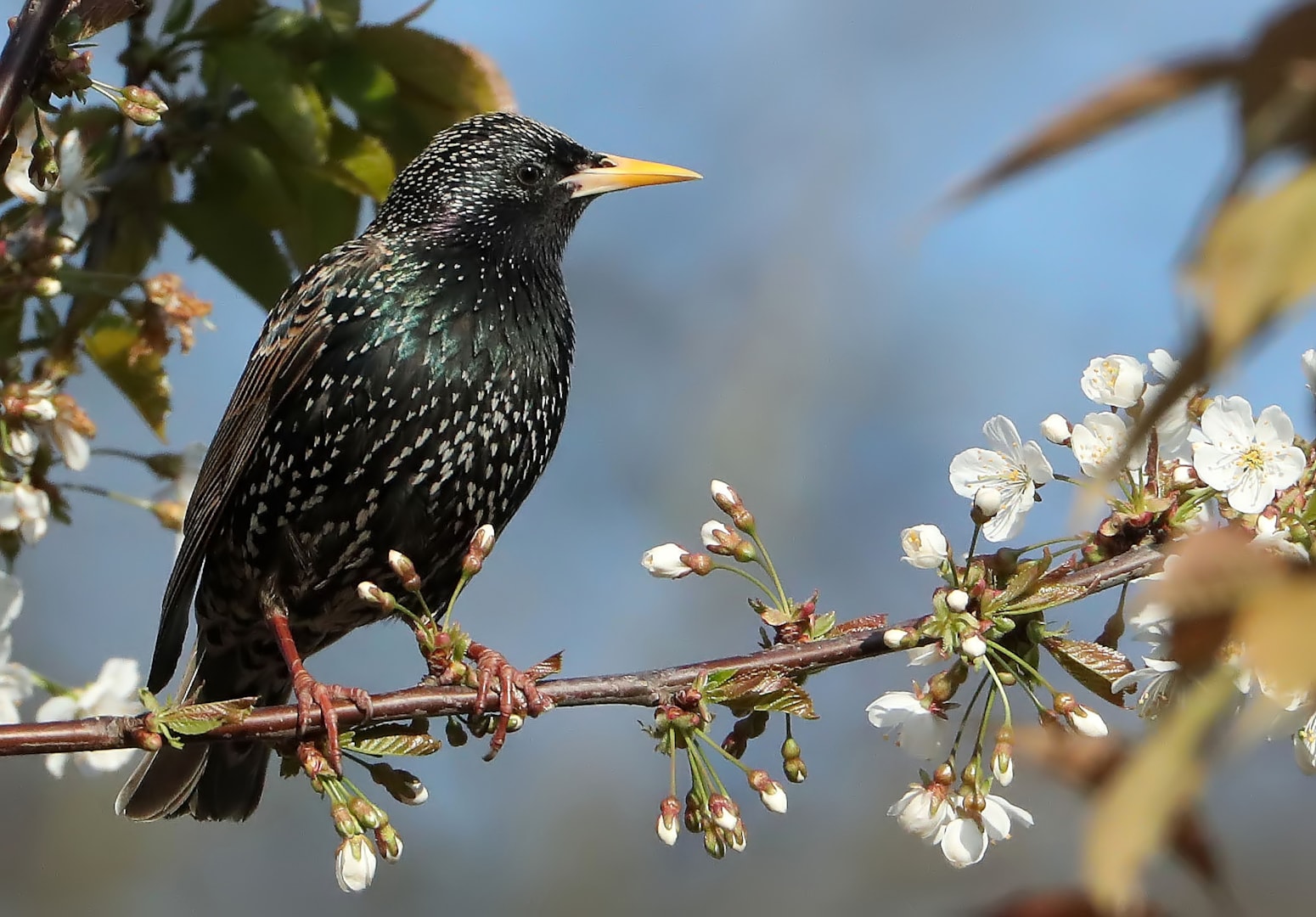 Common Starling by John Gawthrope - BirdGuides