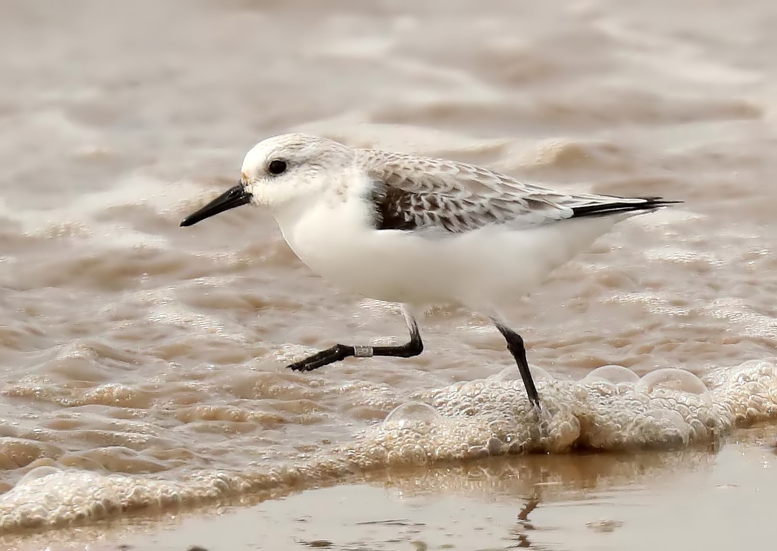 Sanderling by John Gawthrope - BirdGuides
