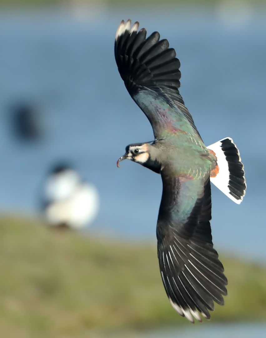 Northern Lapwing by John Gawthrope - BirdGuides