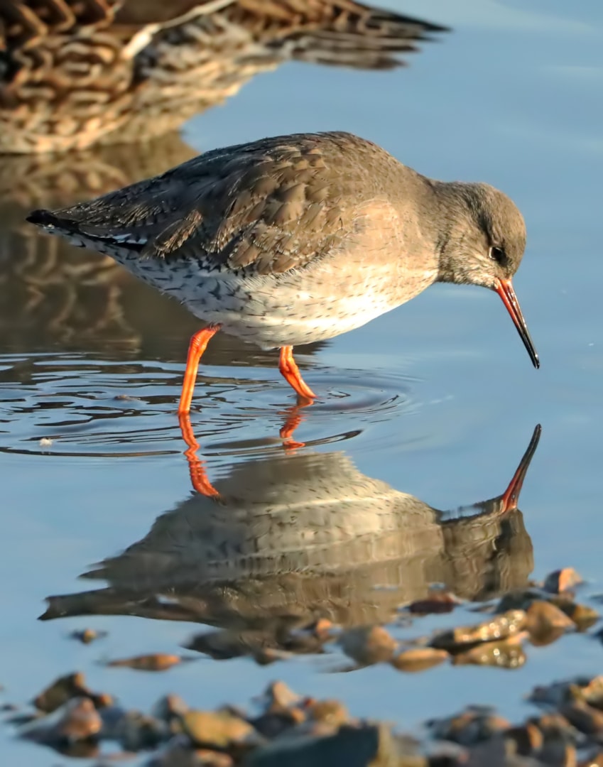 Common Redshank by John Gawthrope - BirdGuides