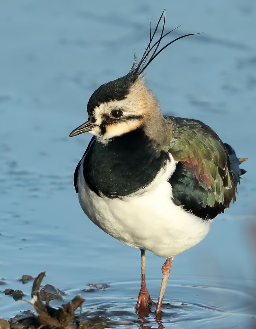 Lapwing by John Gawthrope - BirdGuides