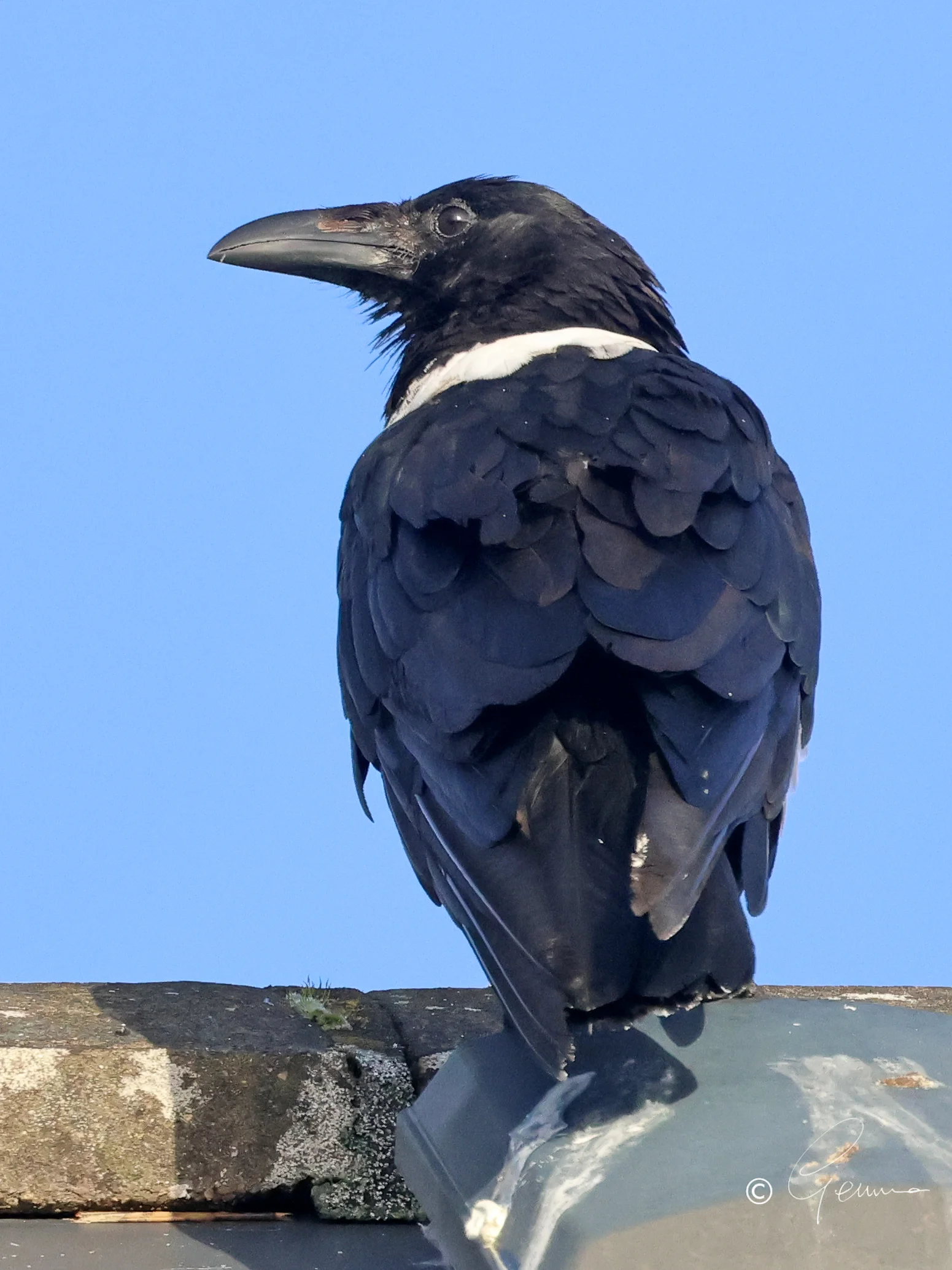 Sighting Report - BirdGuides