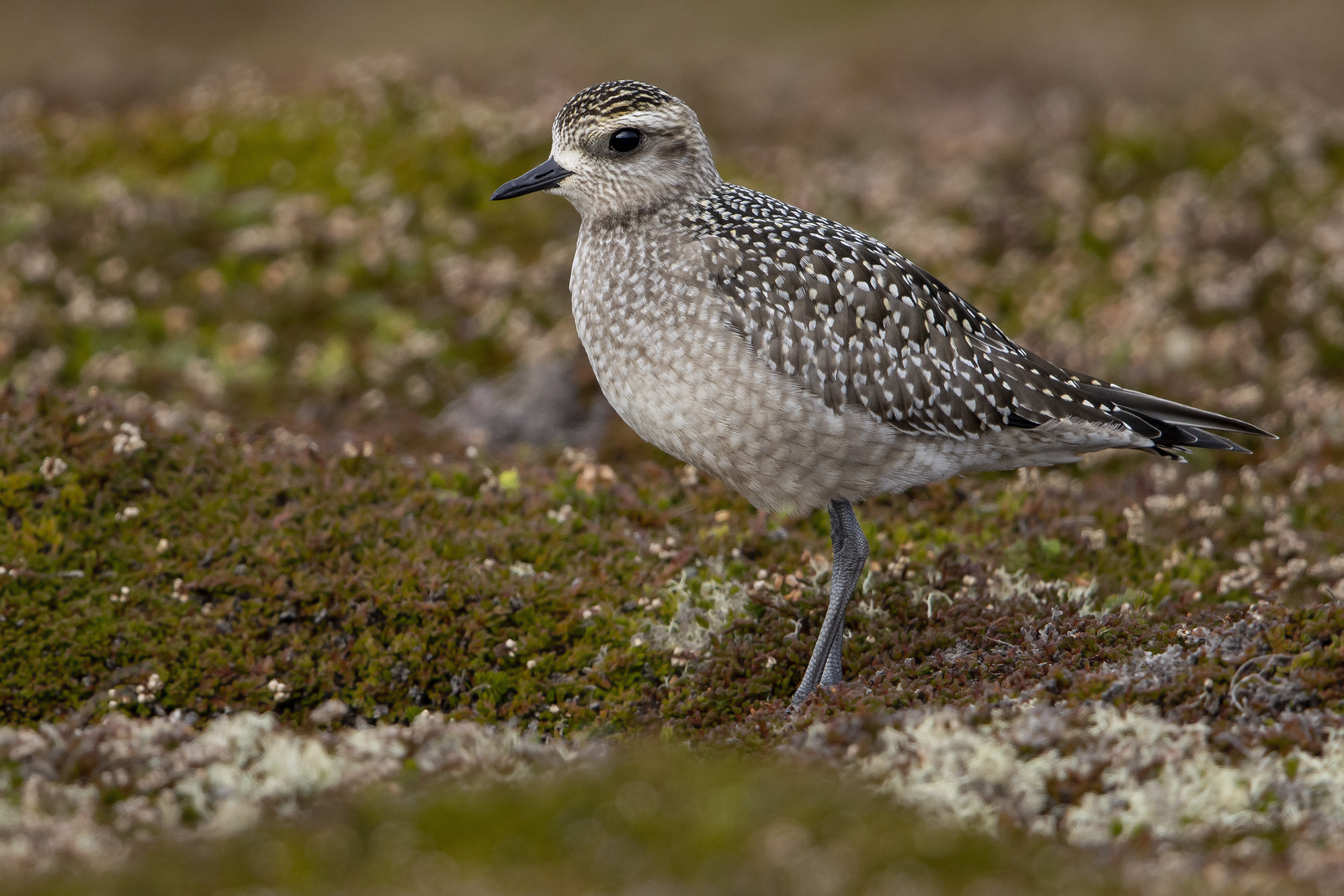 Details : American Golden Plover - BirdGuides