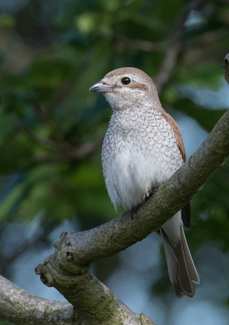 Red backed shrike by David Rounce - BirdGuides