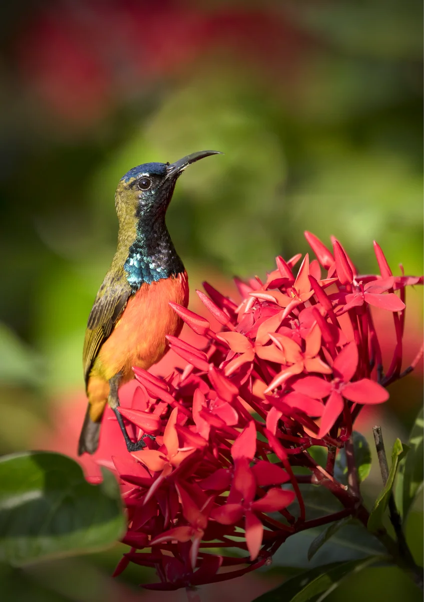 Details : Flame-breasted Sunbird - BirdGuides