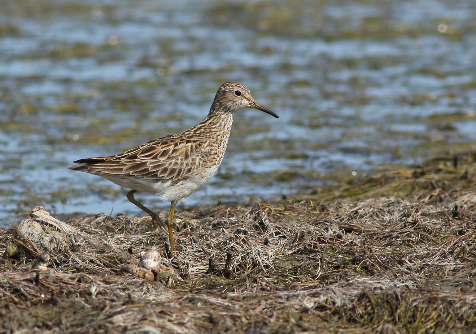 Pectoral Sandpiper by Stephen Ray - BirdGuides