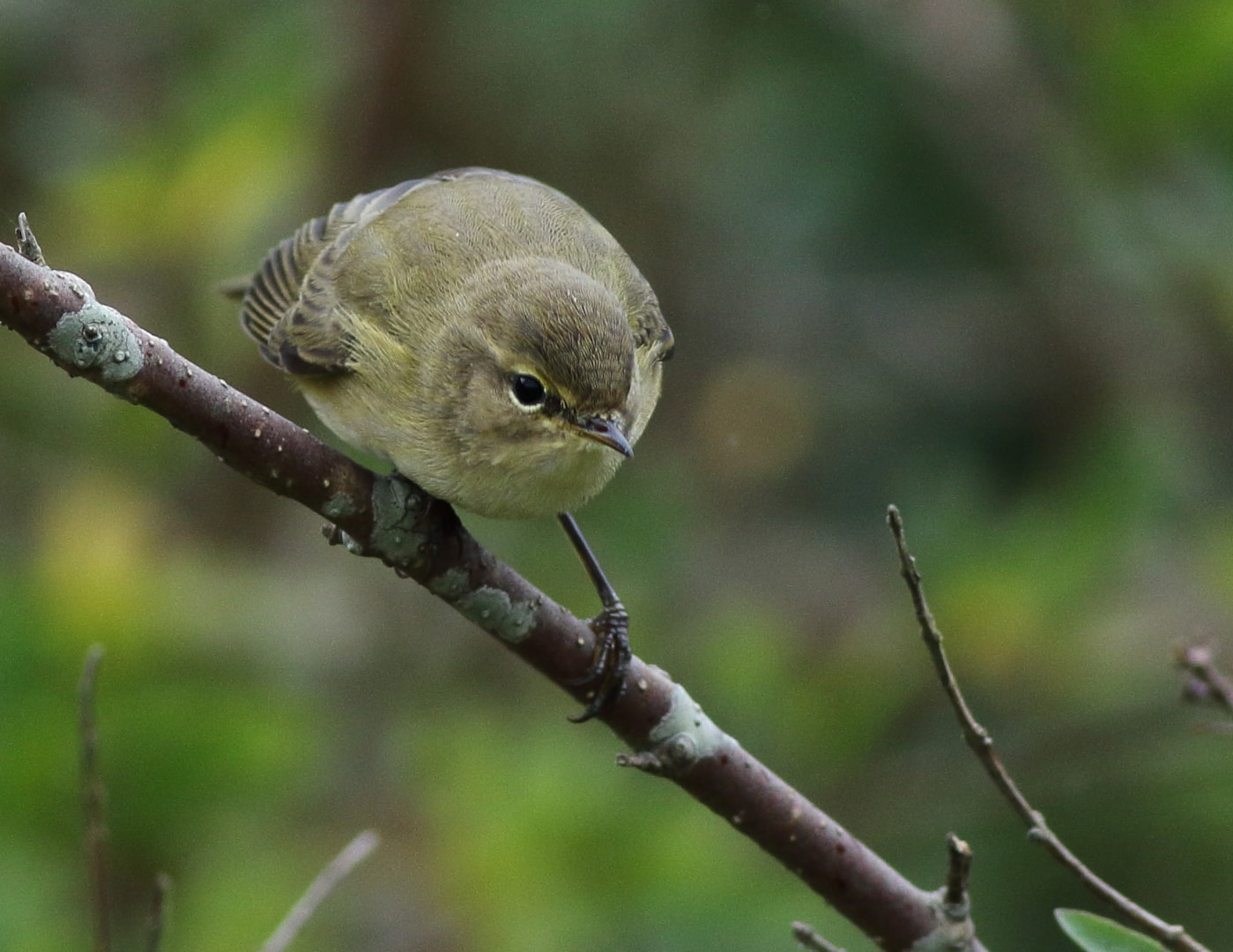 Common Chiffchaff by Stephen Ray - BirdGuides