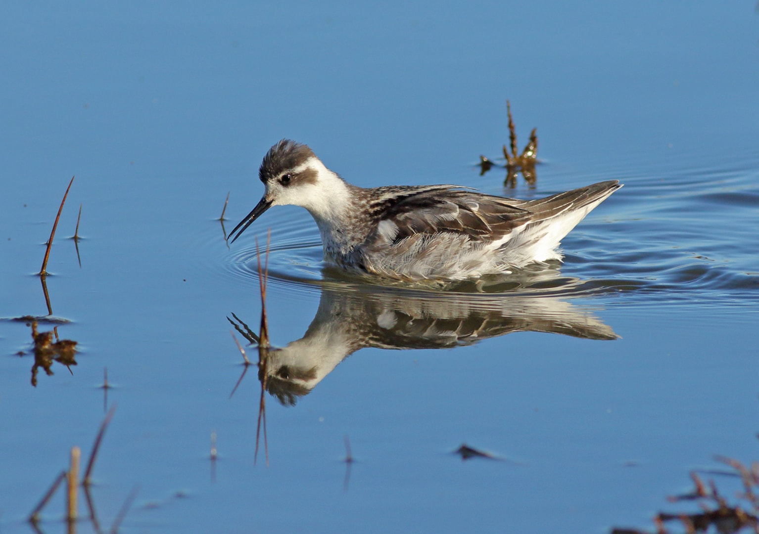 Red-necked Phalarope by Stephen Ray - BirdGuides