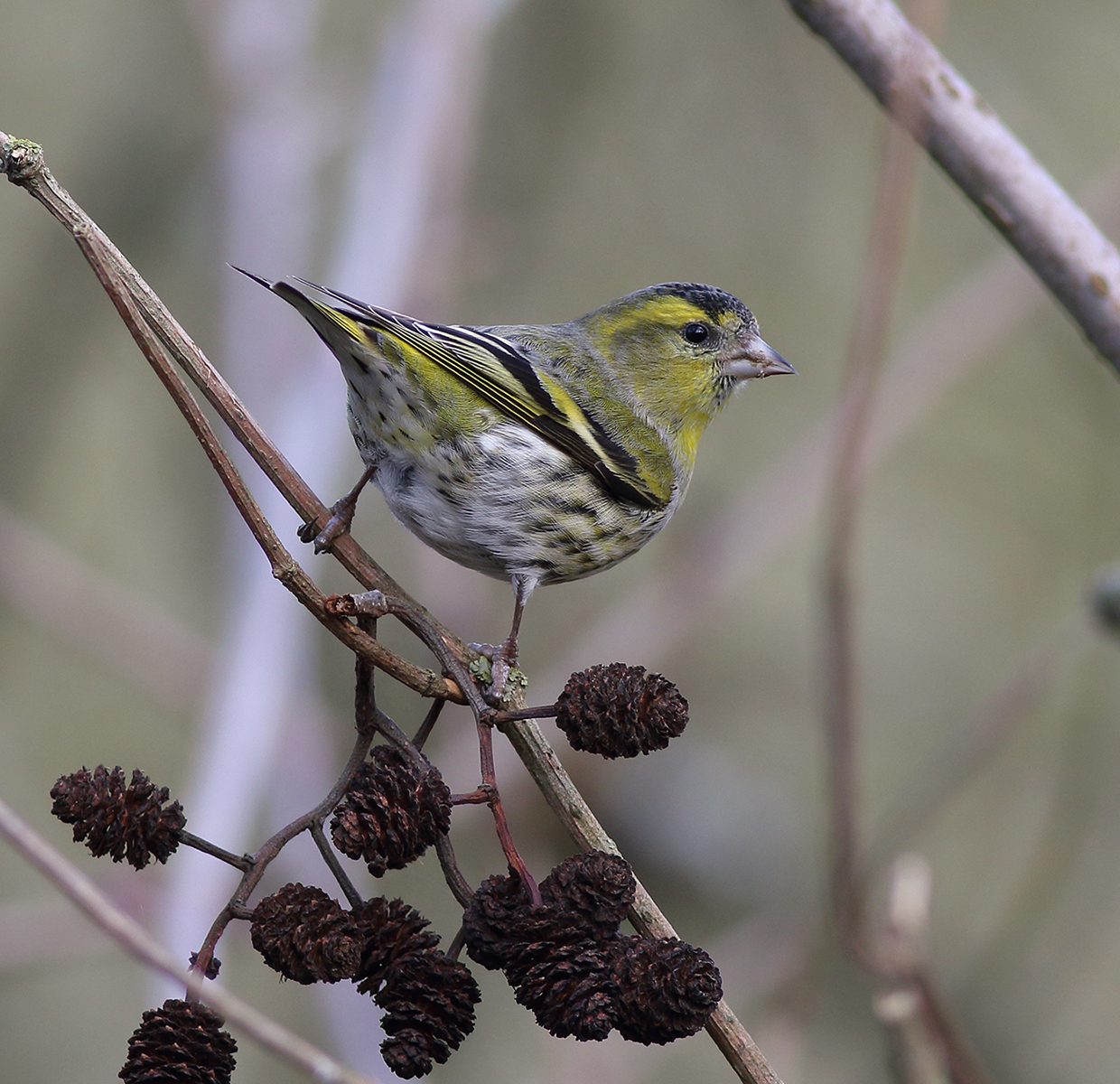 Blean Woods RSPB Birdwatching Site - BirdGuides