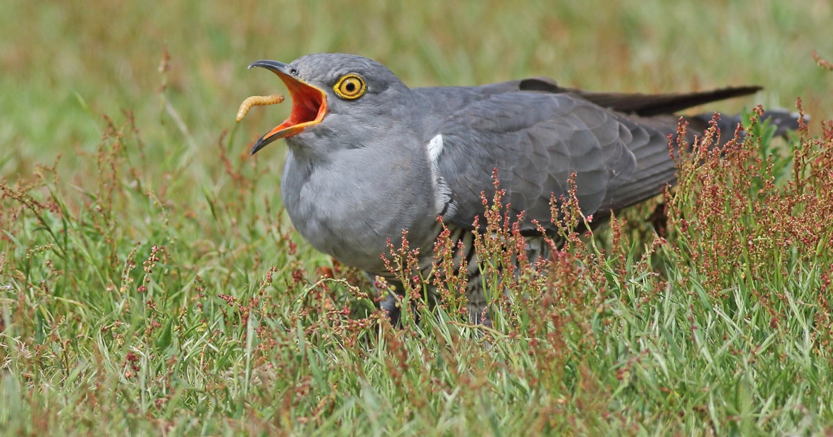 British cuckoos head south - BirdGuides