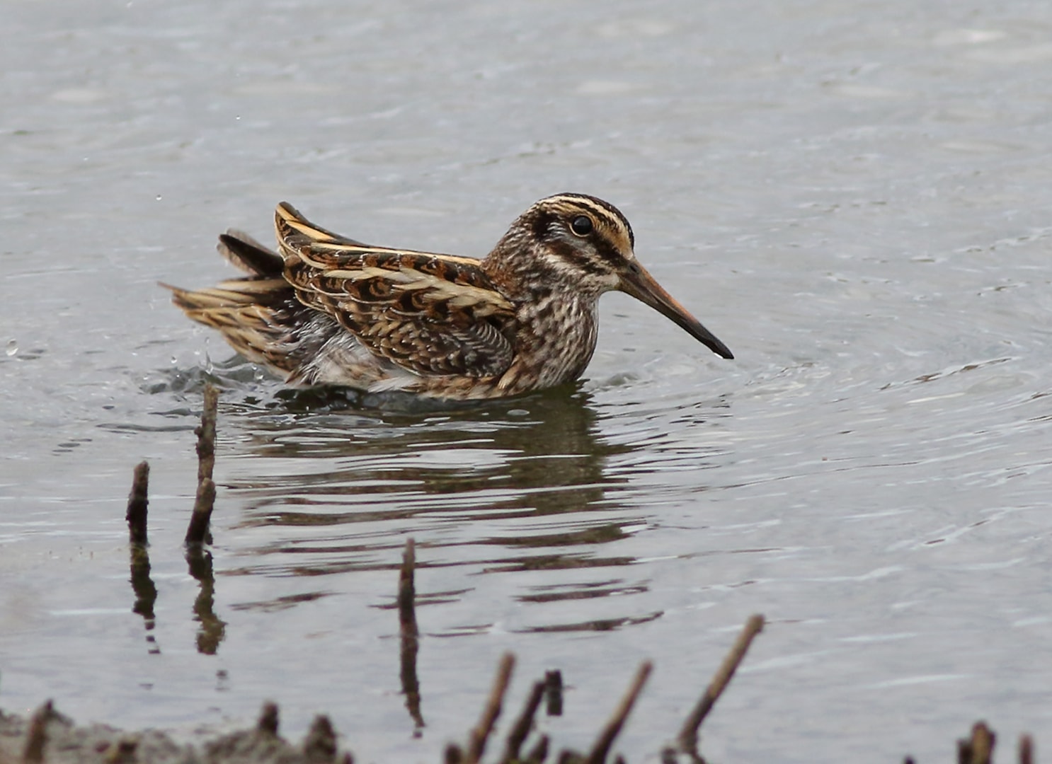 Jack Snipe by Stephen Ray - BirdGuides