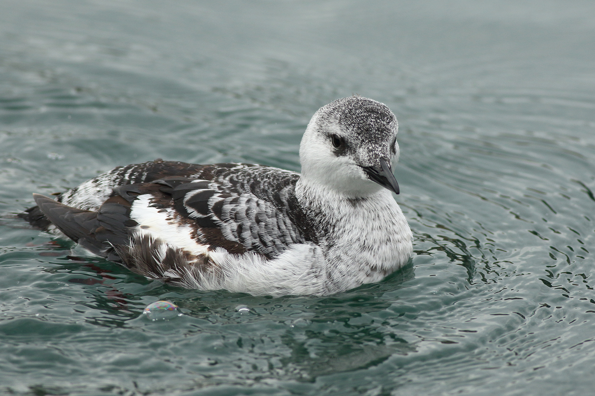 Details : Black Guillemot - BirdGuides
