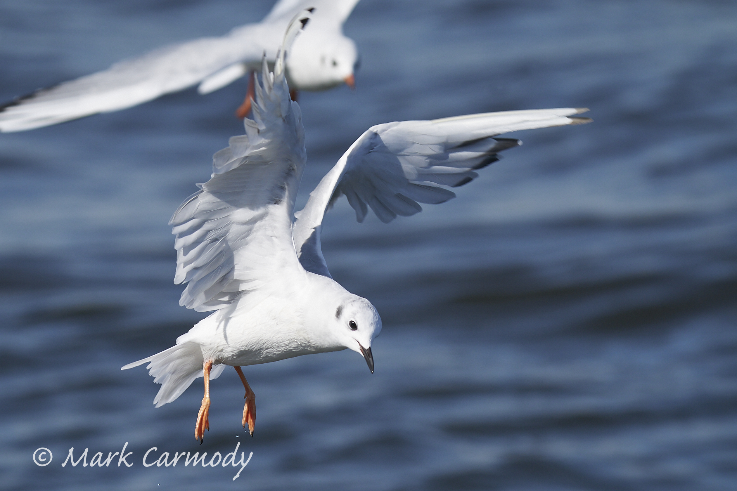 Bonaparte's Gull by Mark Carmody - BirdGuides