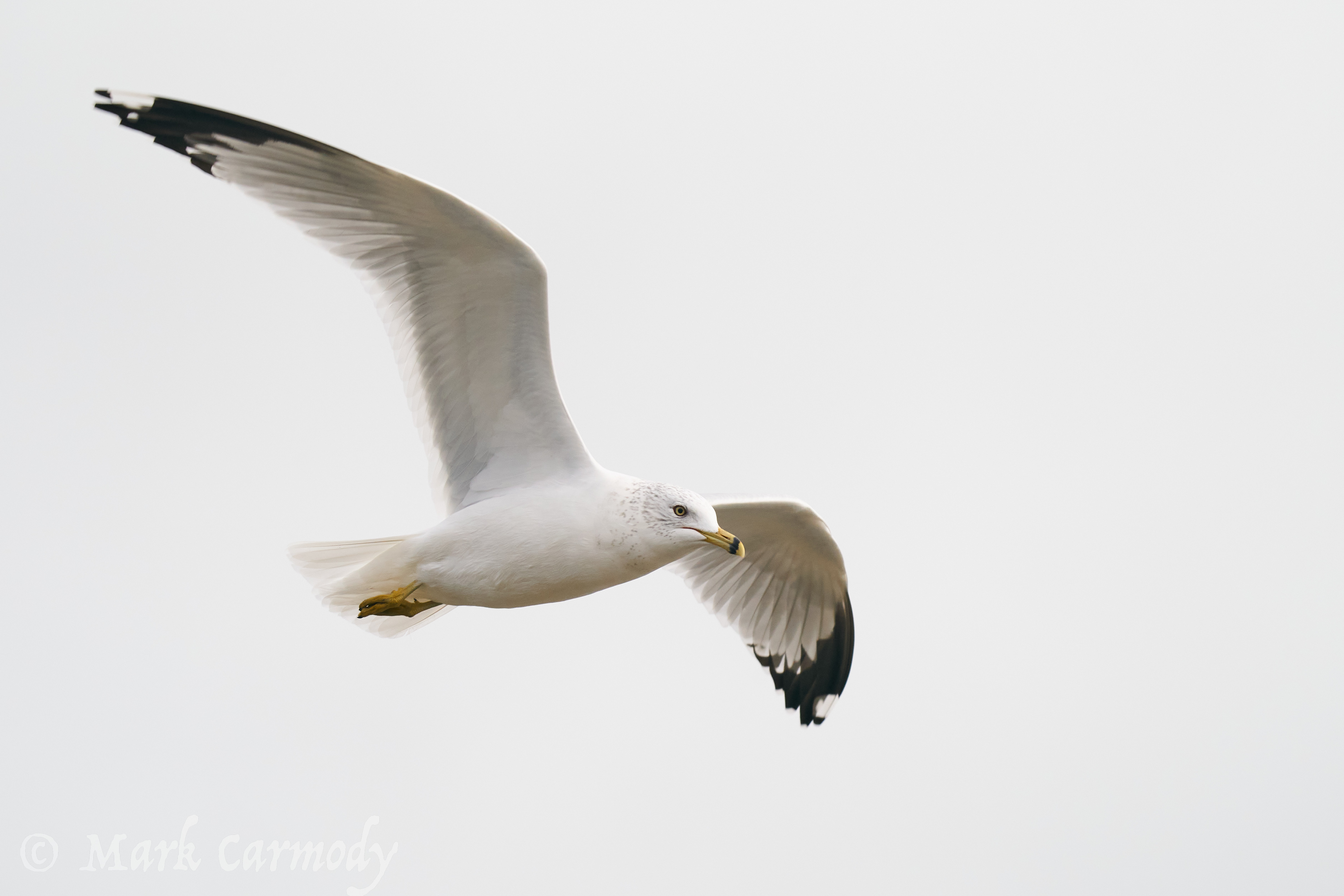 Ring-billed Gull by Mark Carmody - BirdGuides