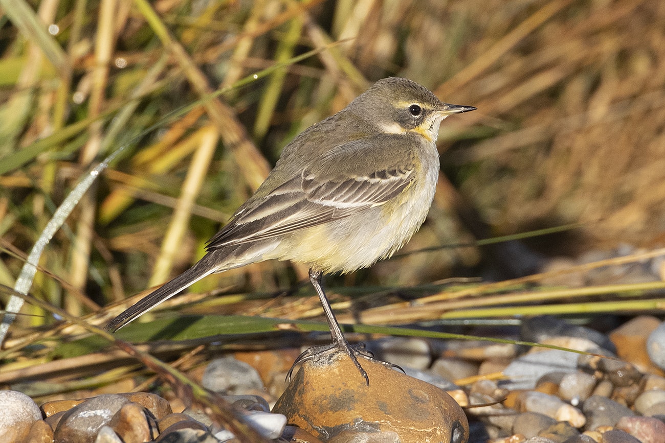 Eastern Yellow Wagtail by Andrew Moon - BirdGuides