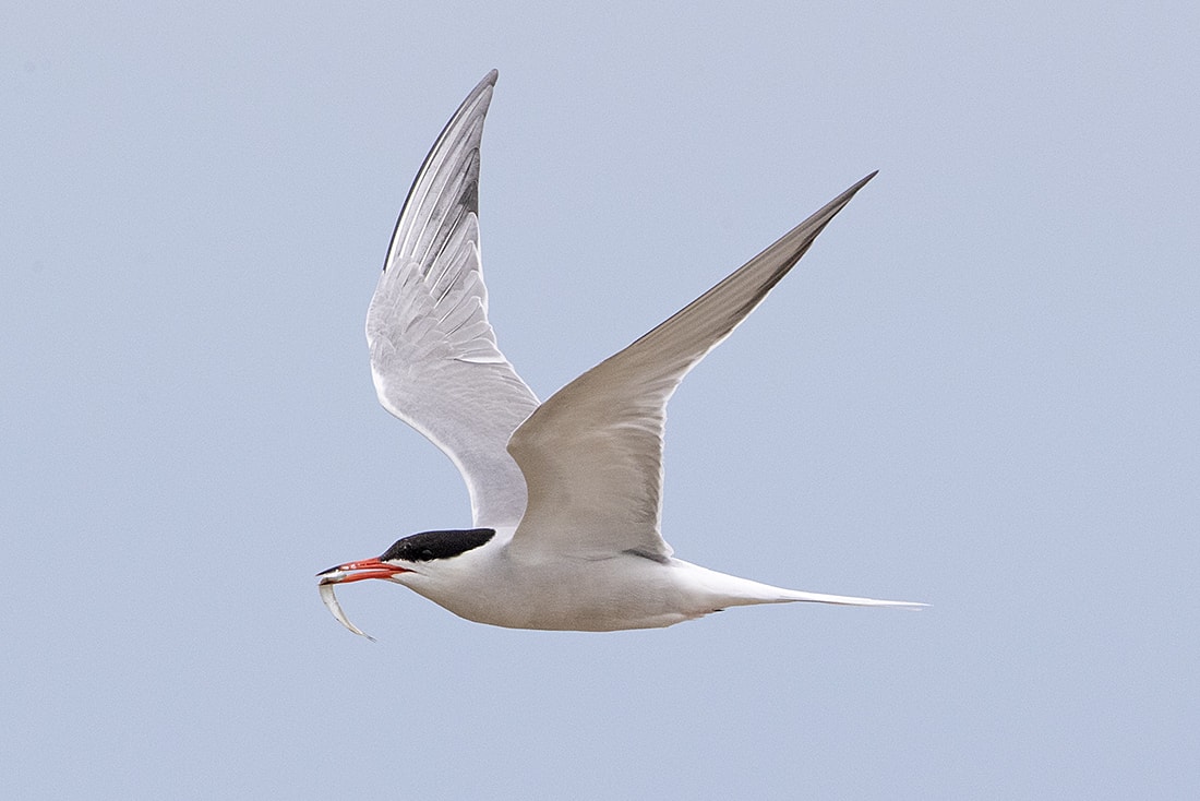 Common Tern by Andrew Moon - BirdGuides
