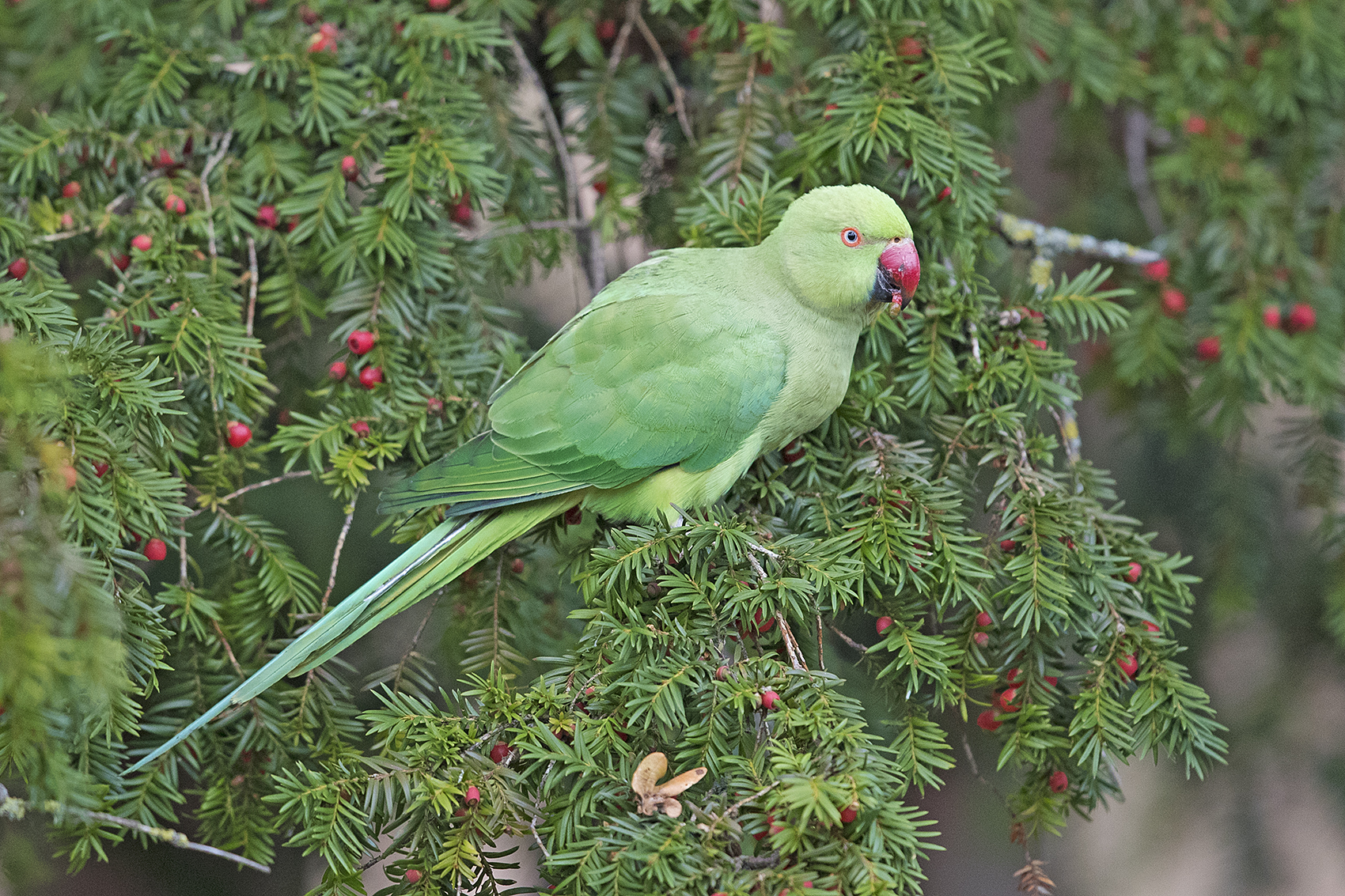 Details : Ring-necked Parakeet - BirdGuides