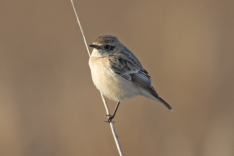 Siberian Stonechat by Andrew Moon - BirdGuides
