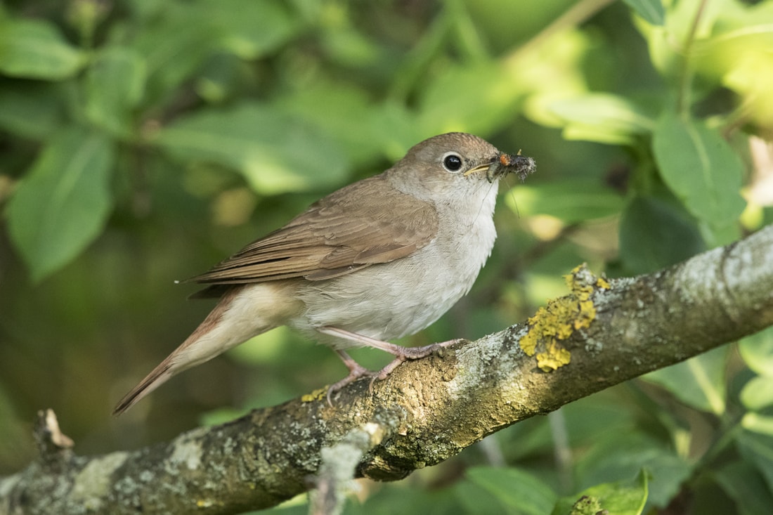 Common Nightingale by Andrew Moon - BirdGuides